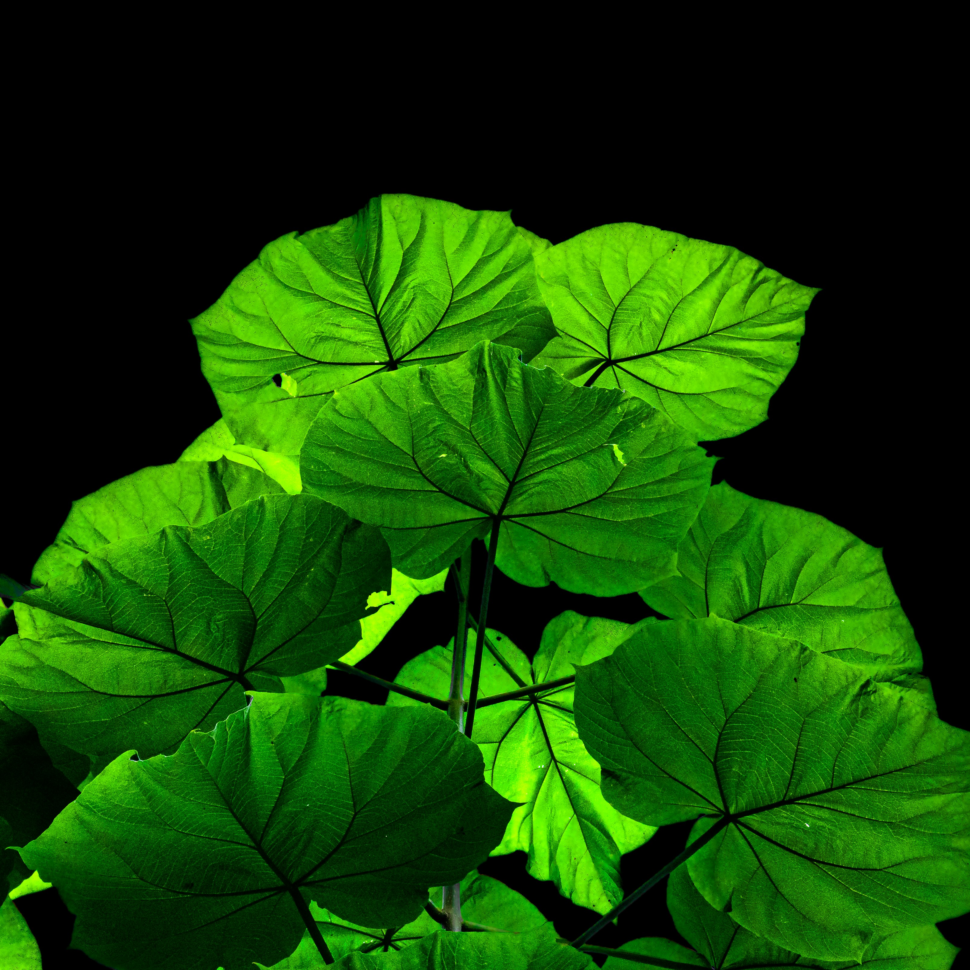 Lush green foliage of a small tree against a black background | Lush green leaves against a black background