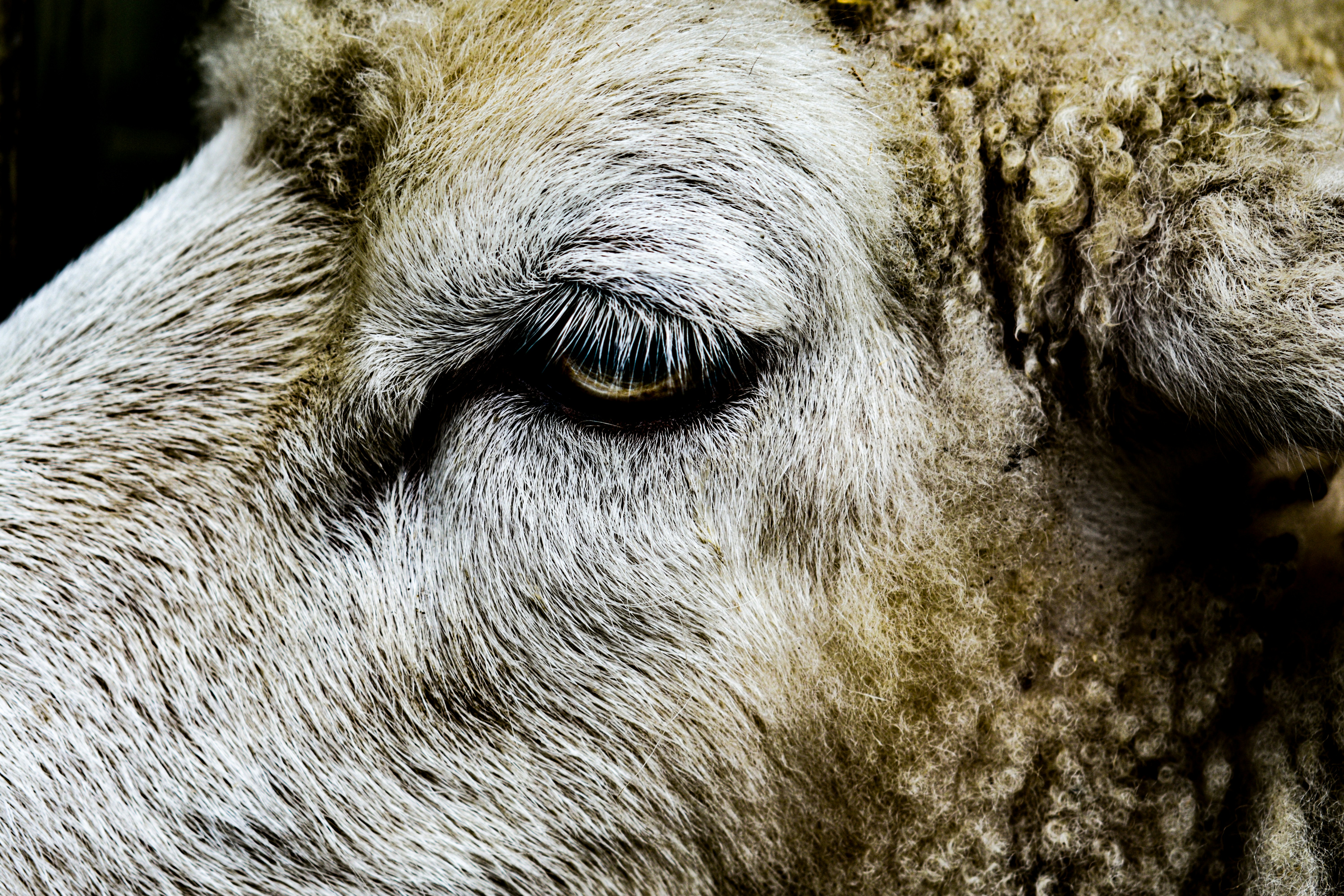 Details of a sheep head | Close-up of a sheep's eye and its eye