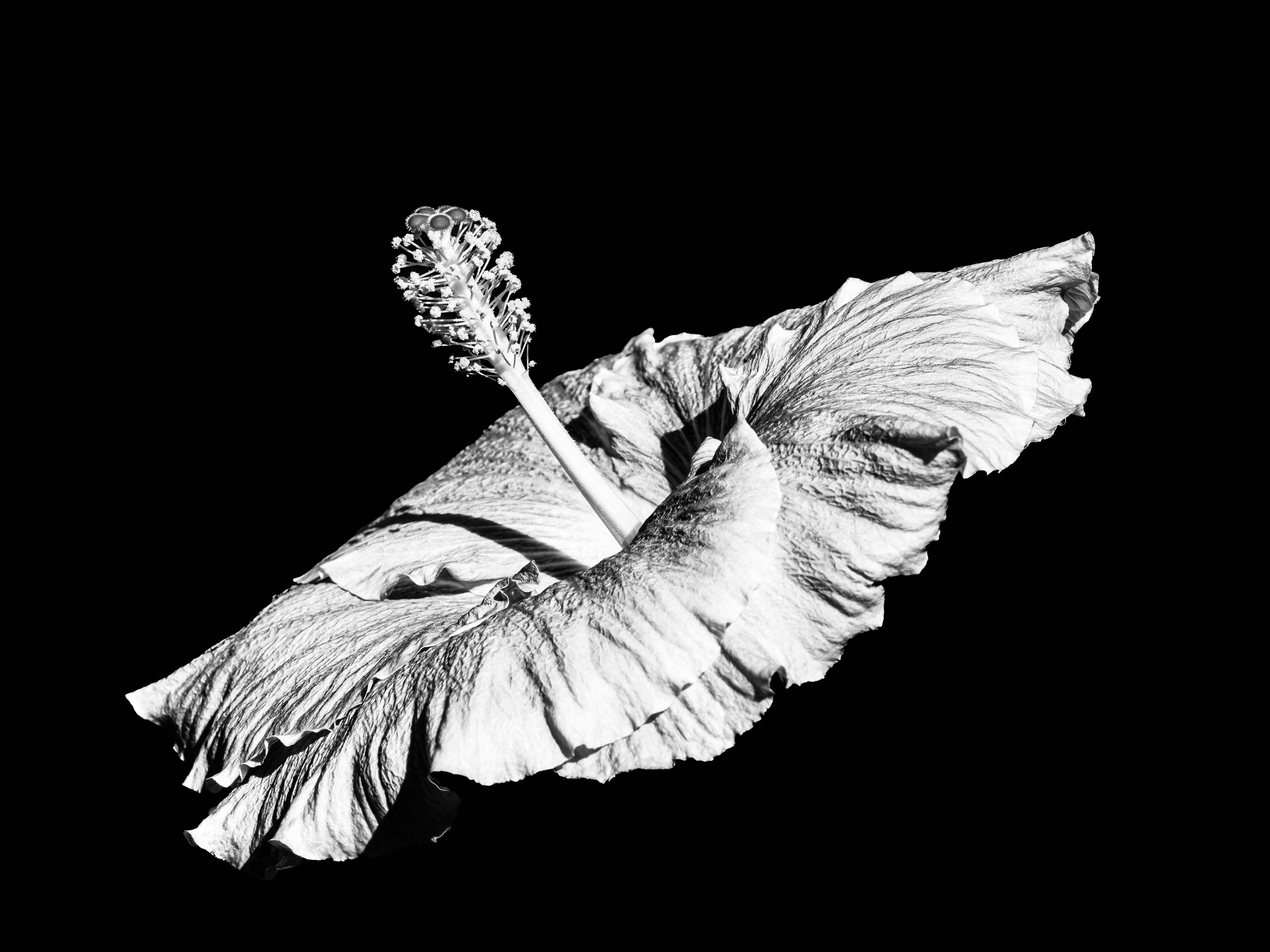 A single isolated Hibiscus flower in black and white | Close-up of a hibiscus flower on a black background