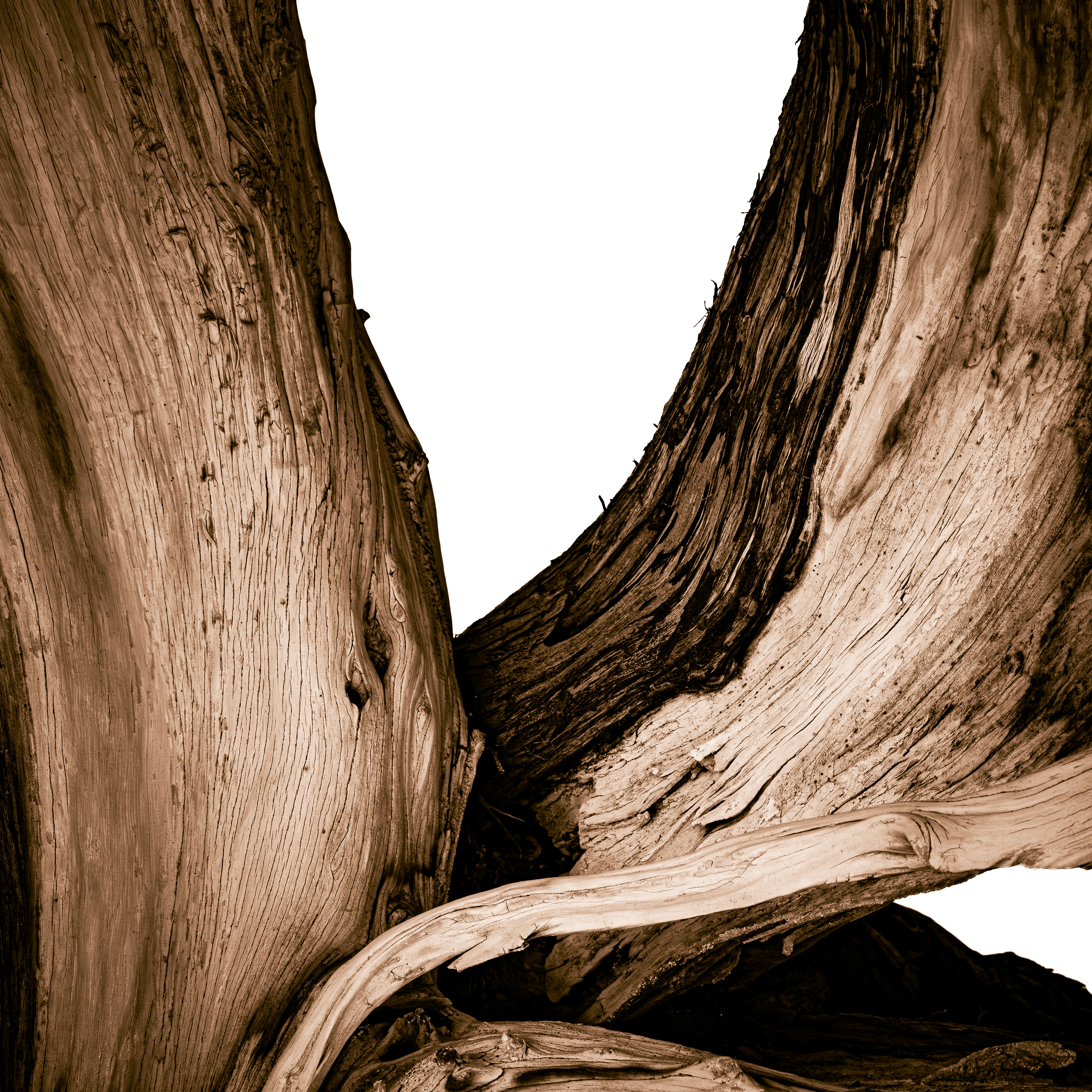 Dry wood of an old bonsai tree | Close-up of weathered, textured wood grain