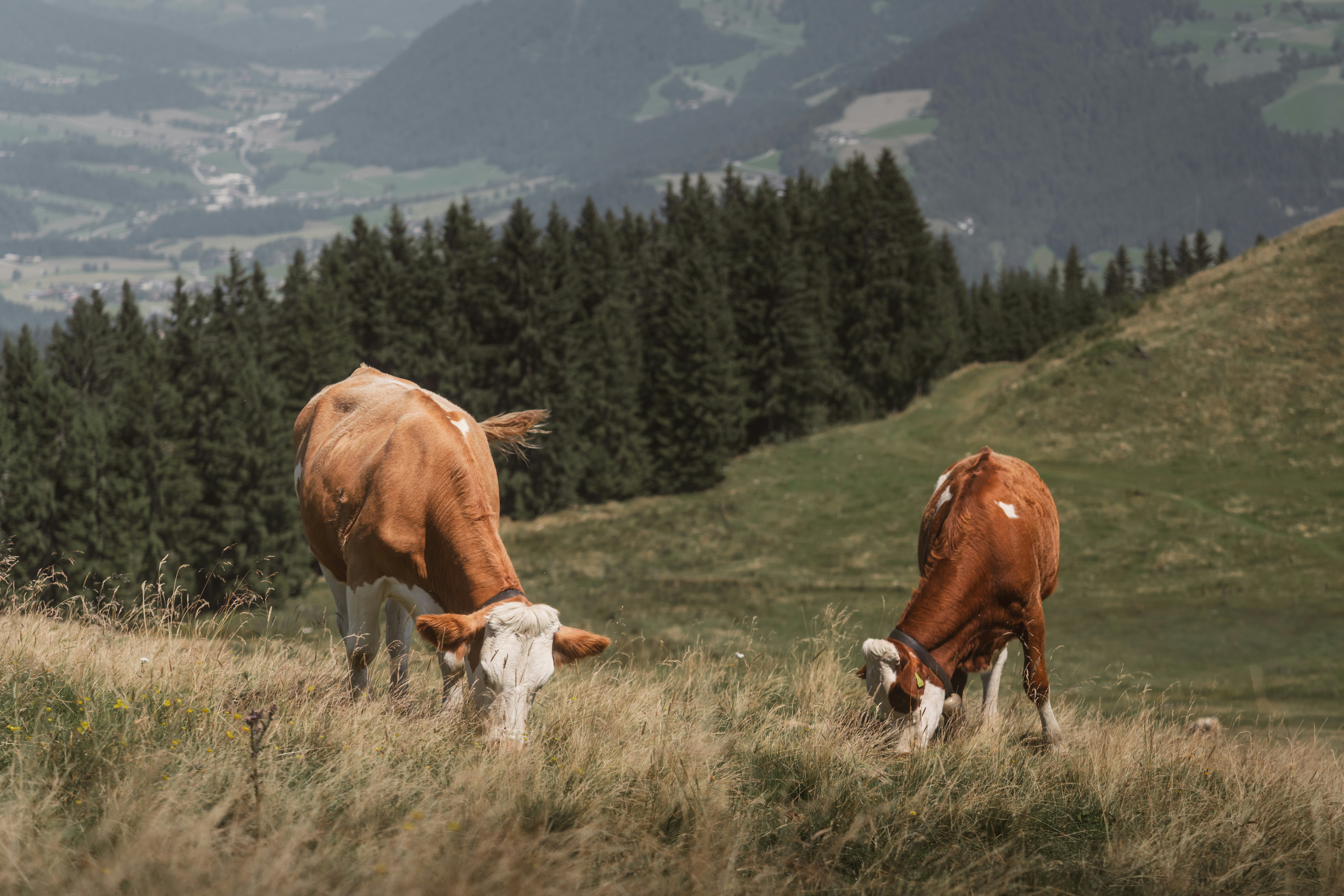 Foto Dua sapi merumput di lereng bukit berumput dengan pepohonan ...