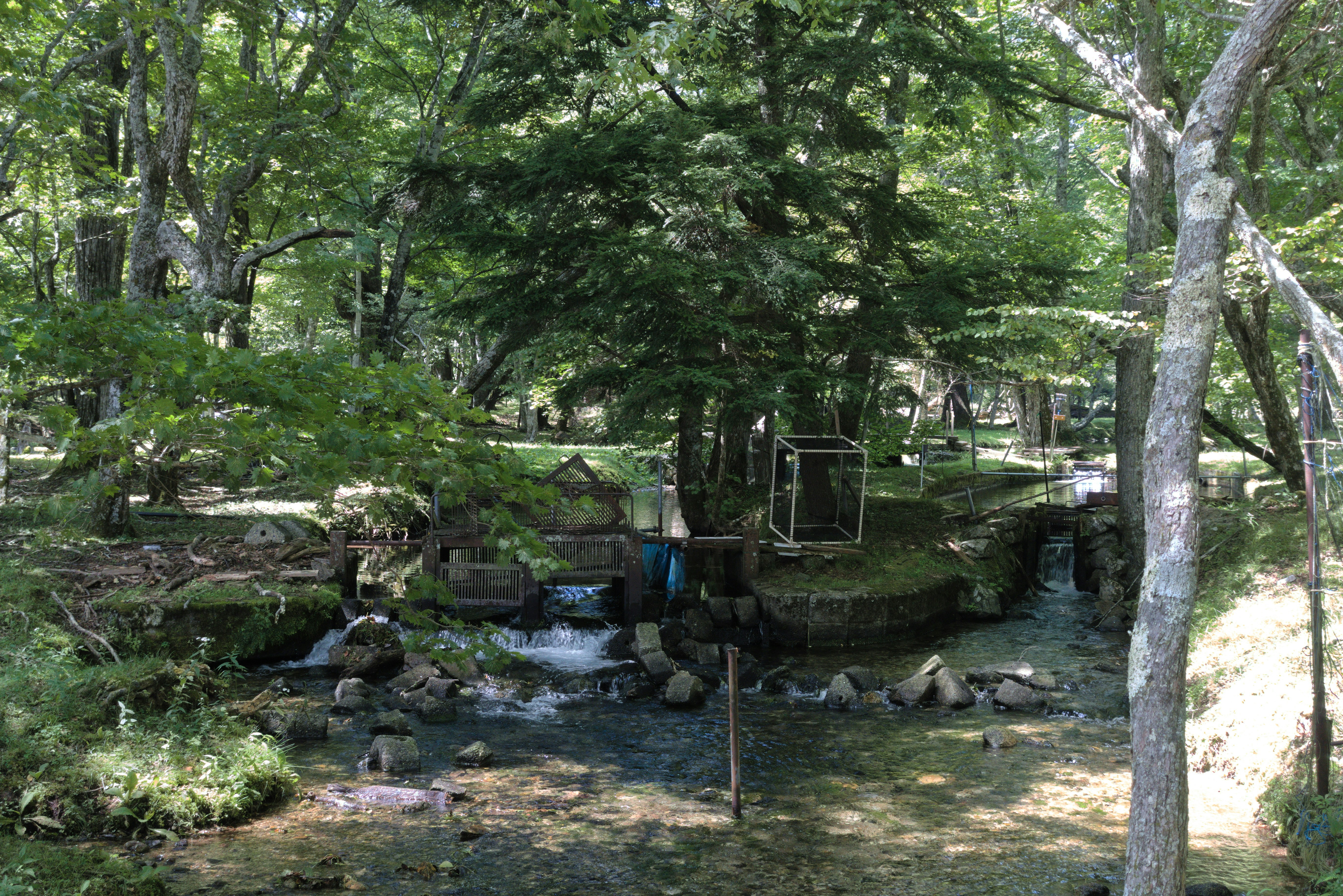 Water dams in Senjugahama | A serene forest with a flowing stream and rocks.