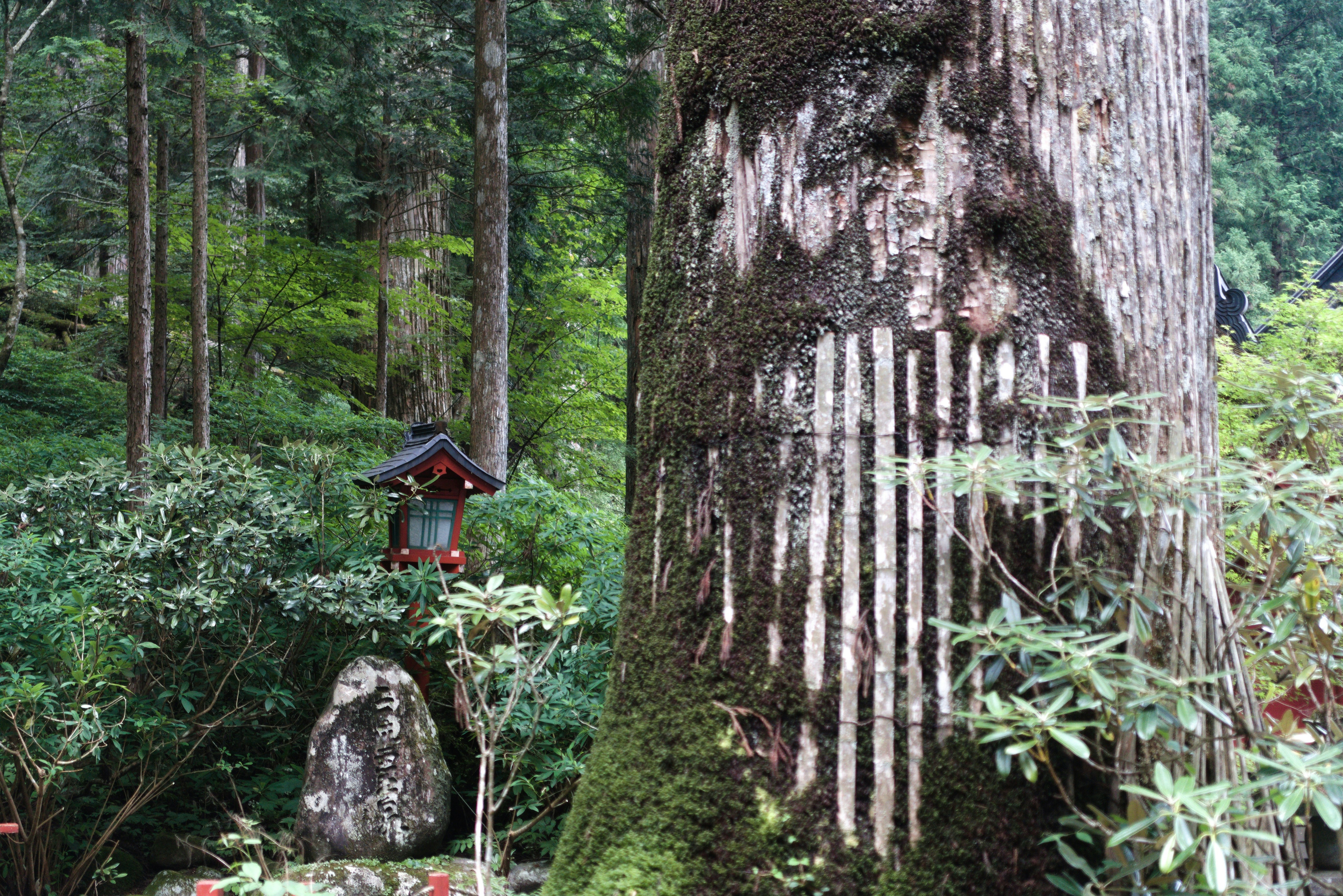 Whispers of Nature: The Ancient Tree's Story