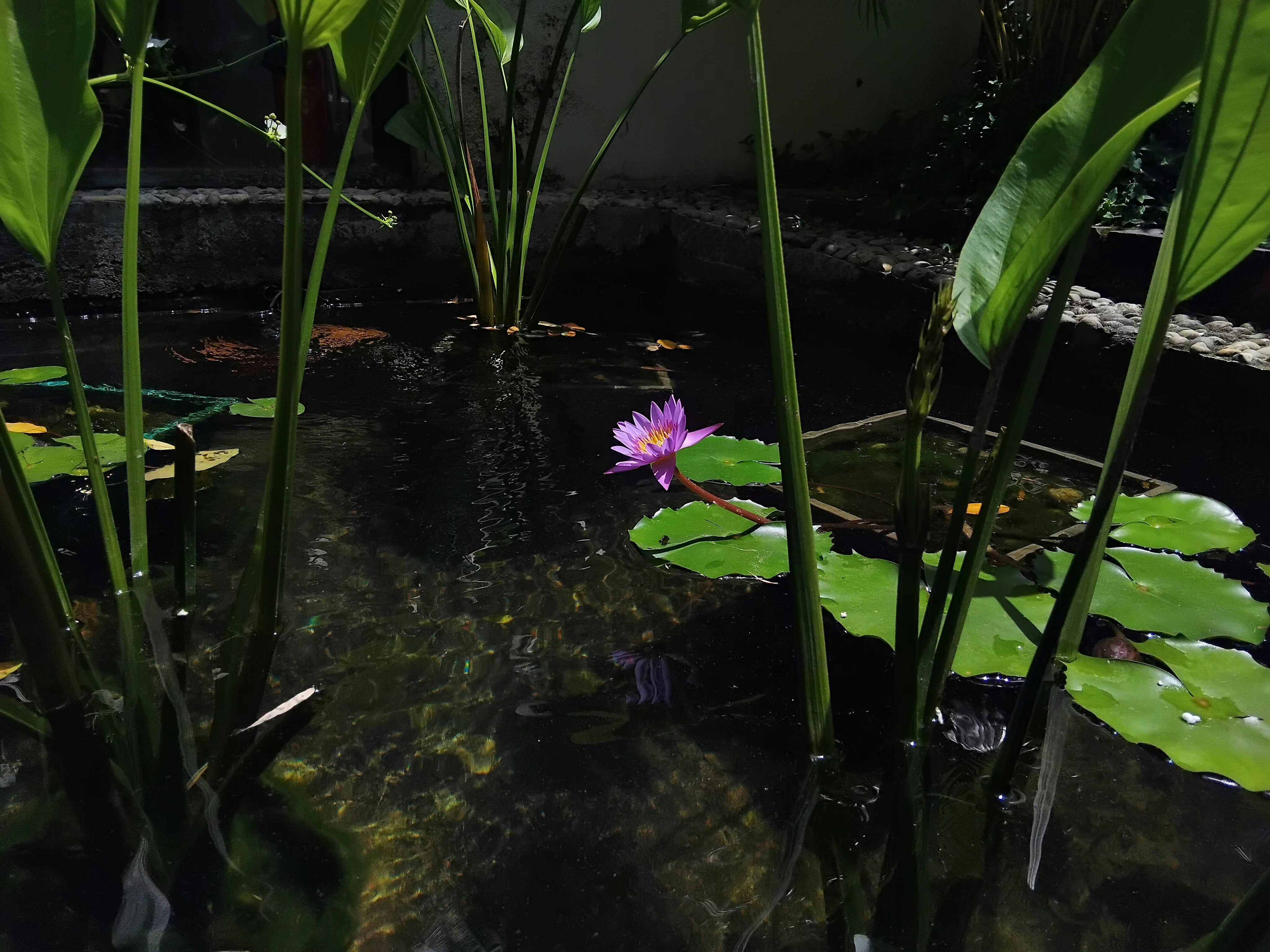 Serenity in Bloom: A Water Lily's Embrace