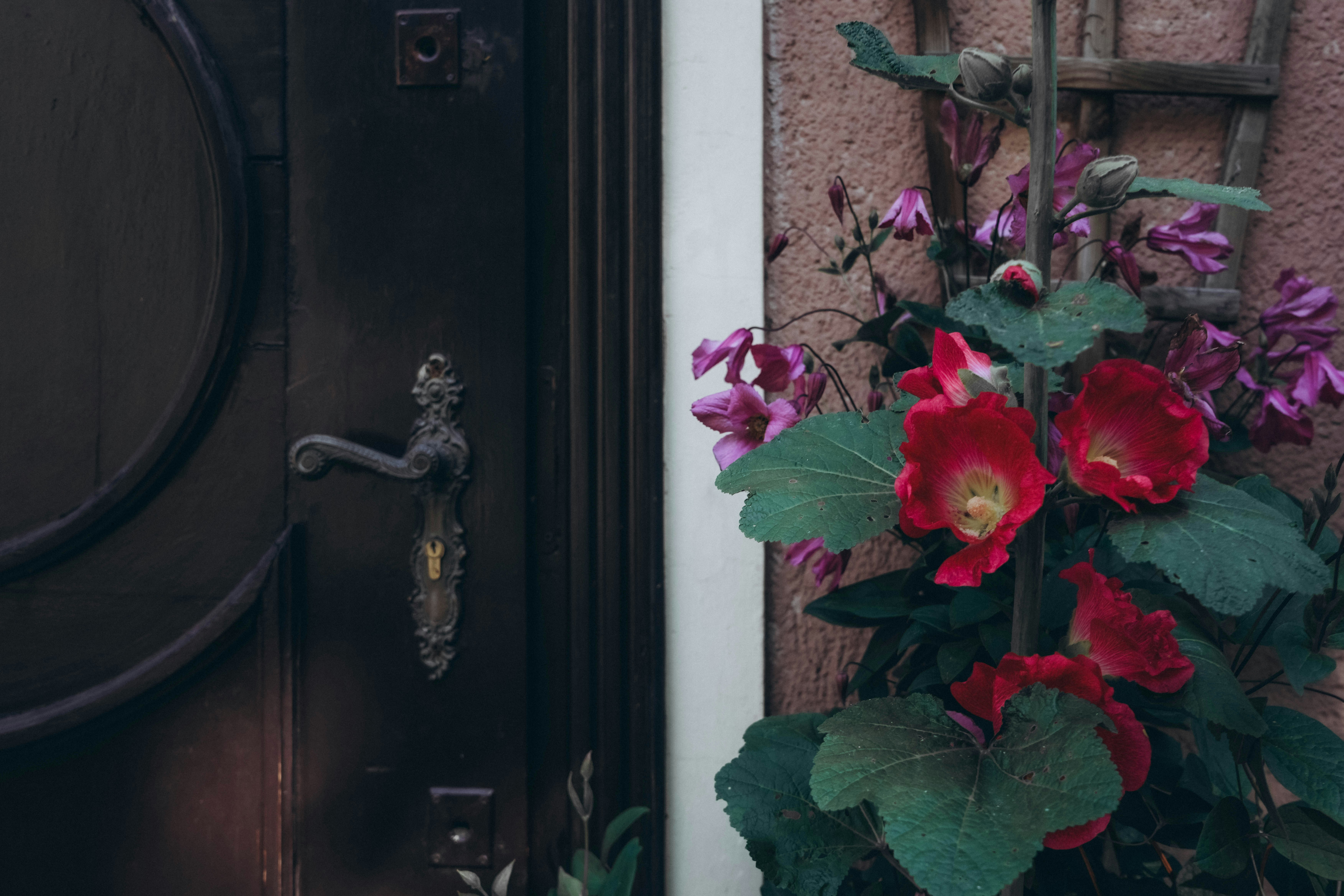 Crimson Petals at the Threshold: A Quiet Doorway Framed by Garden Color