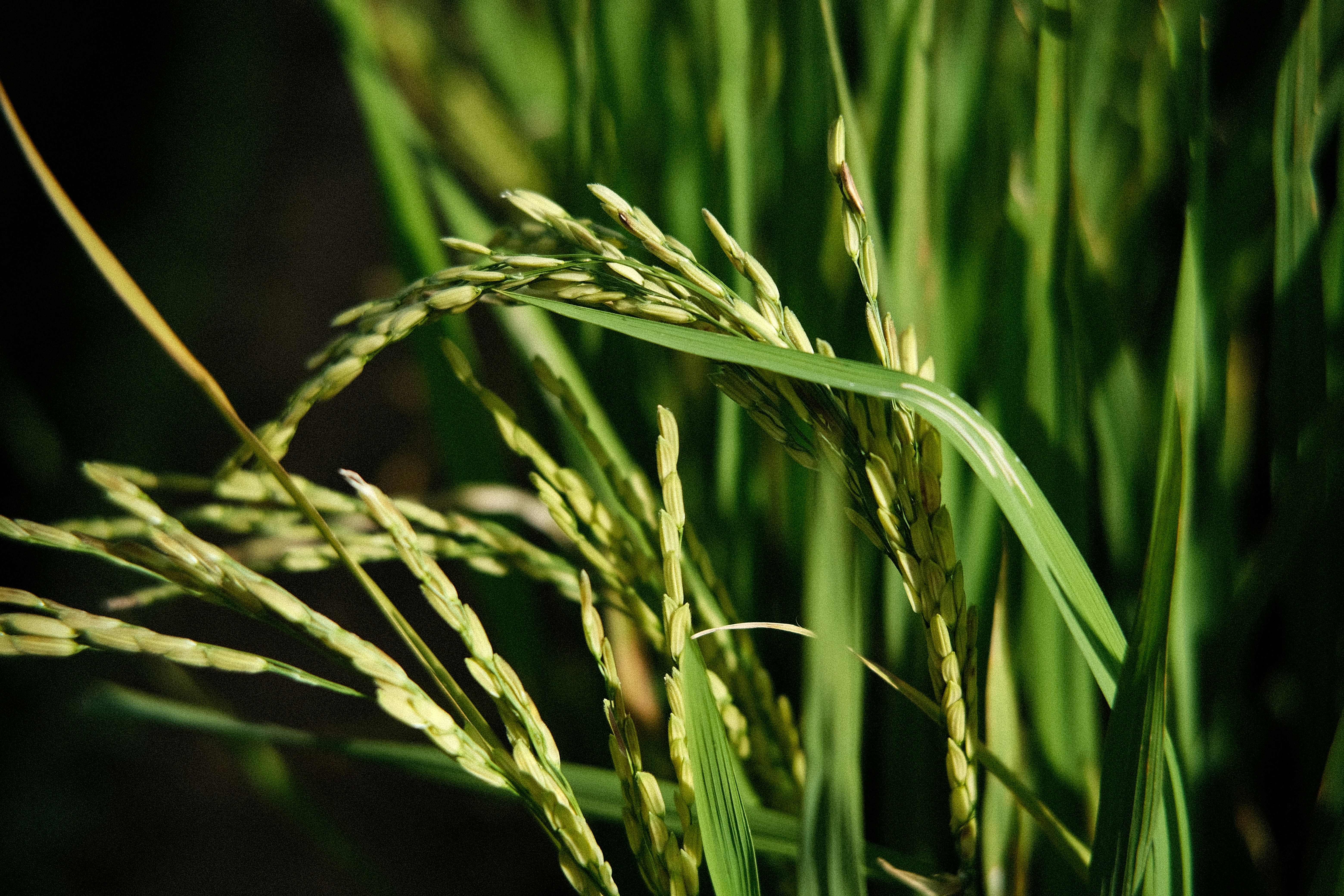 Close-up of green rice stalks in a field.