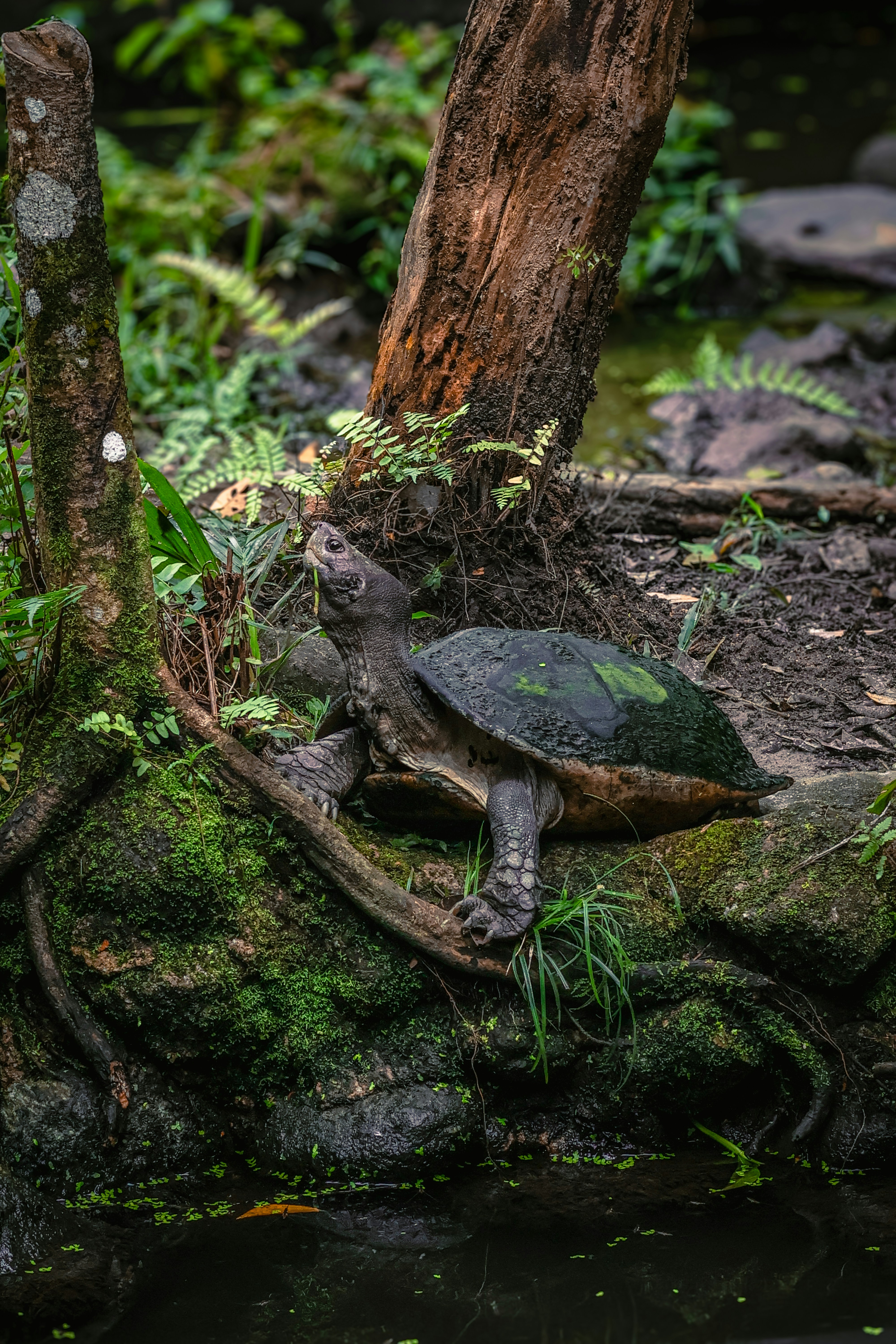 A turtle rests on mossy ground near water.