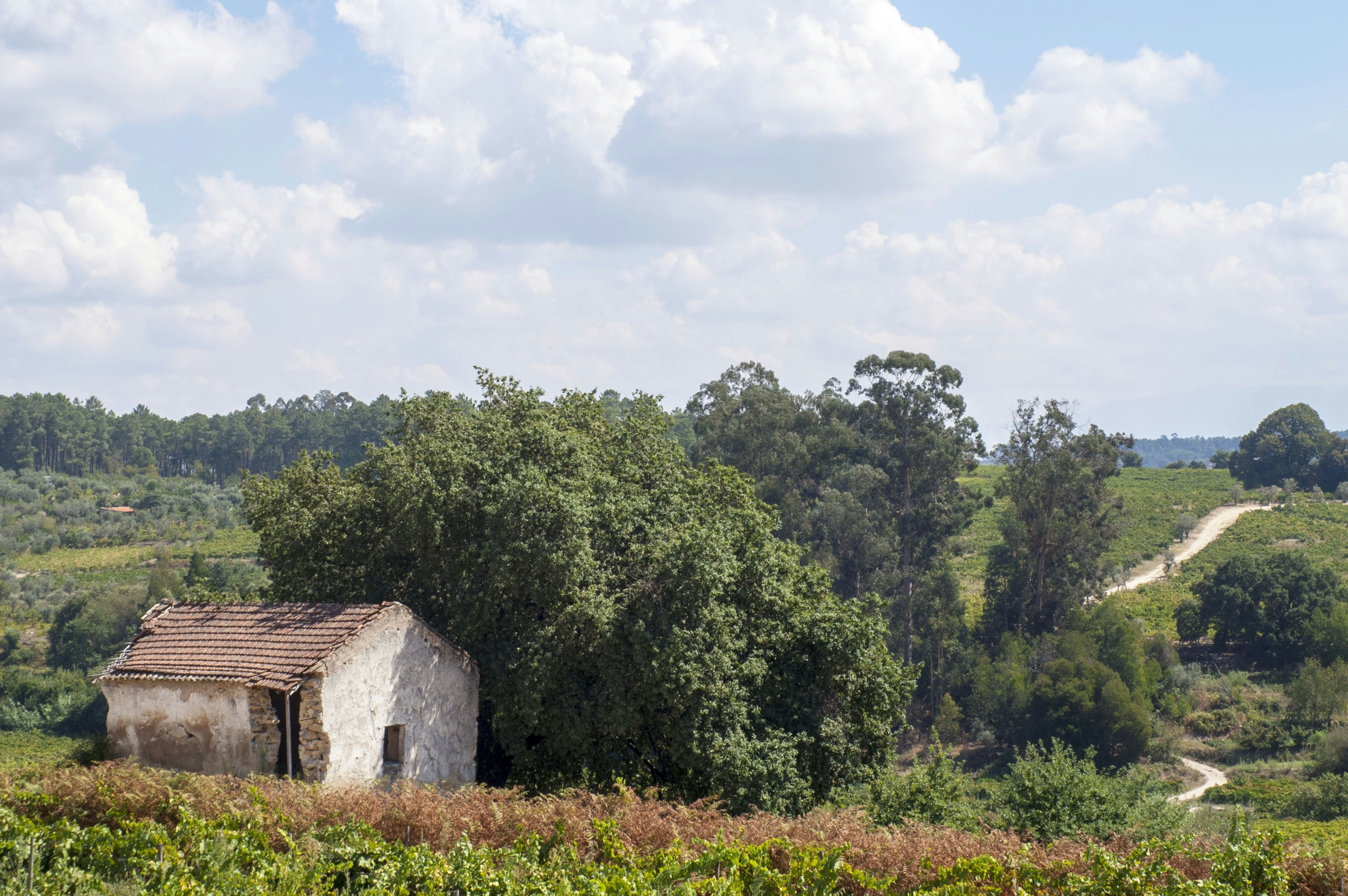 KONICA MINOLTA DIGITAL CAMERA | Abandoned stone house surrounded by trees and vineyards.