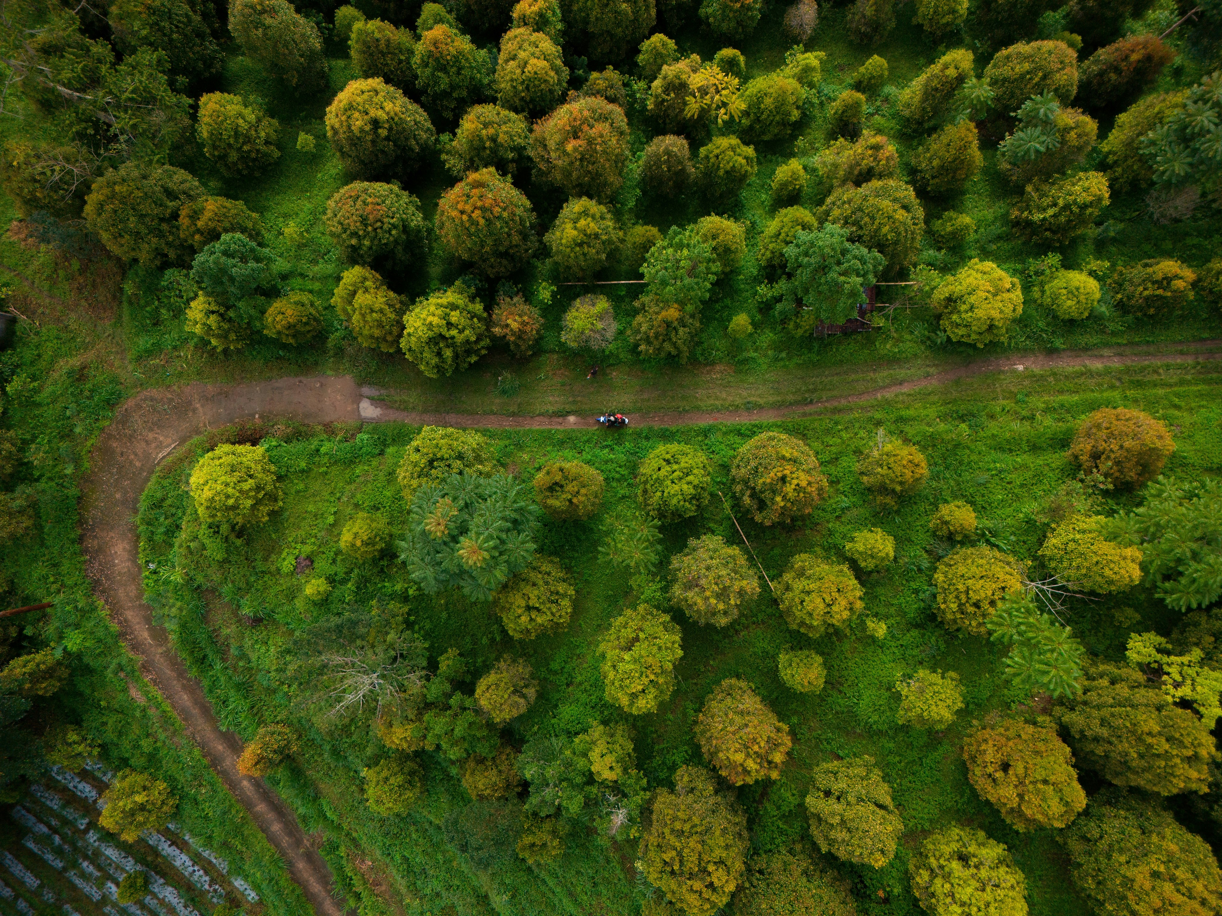 Aerial view of a winding dirt path through lush green forest.