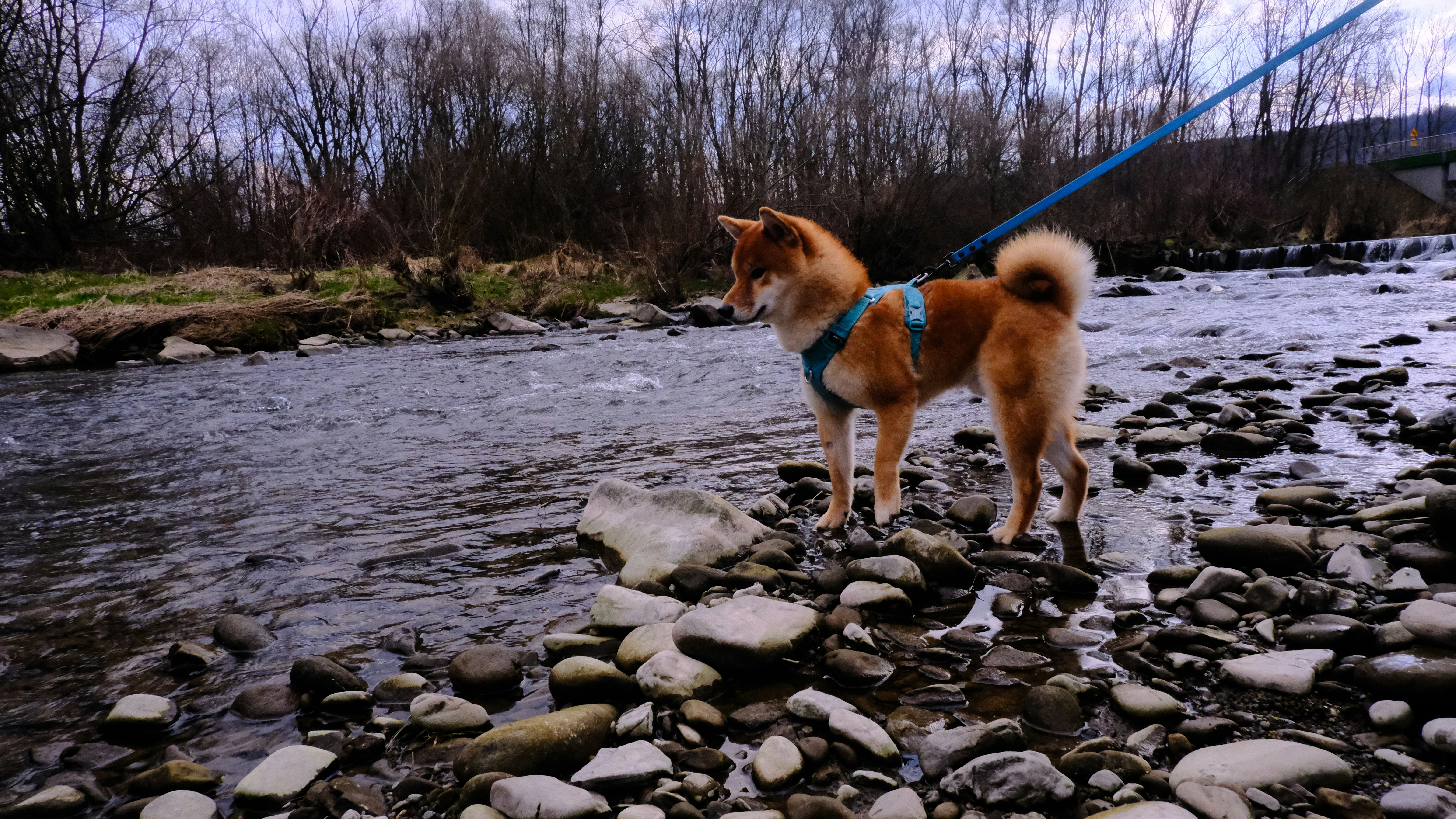 Shiba inu dog on a leash by a rocky river