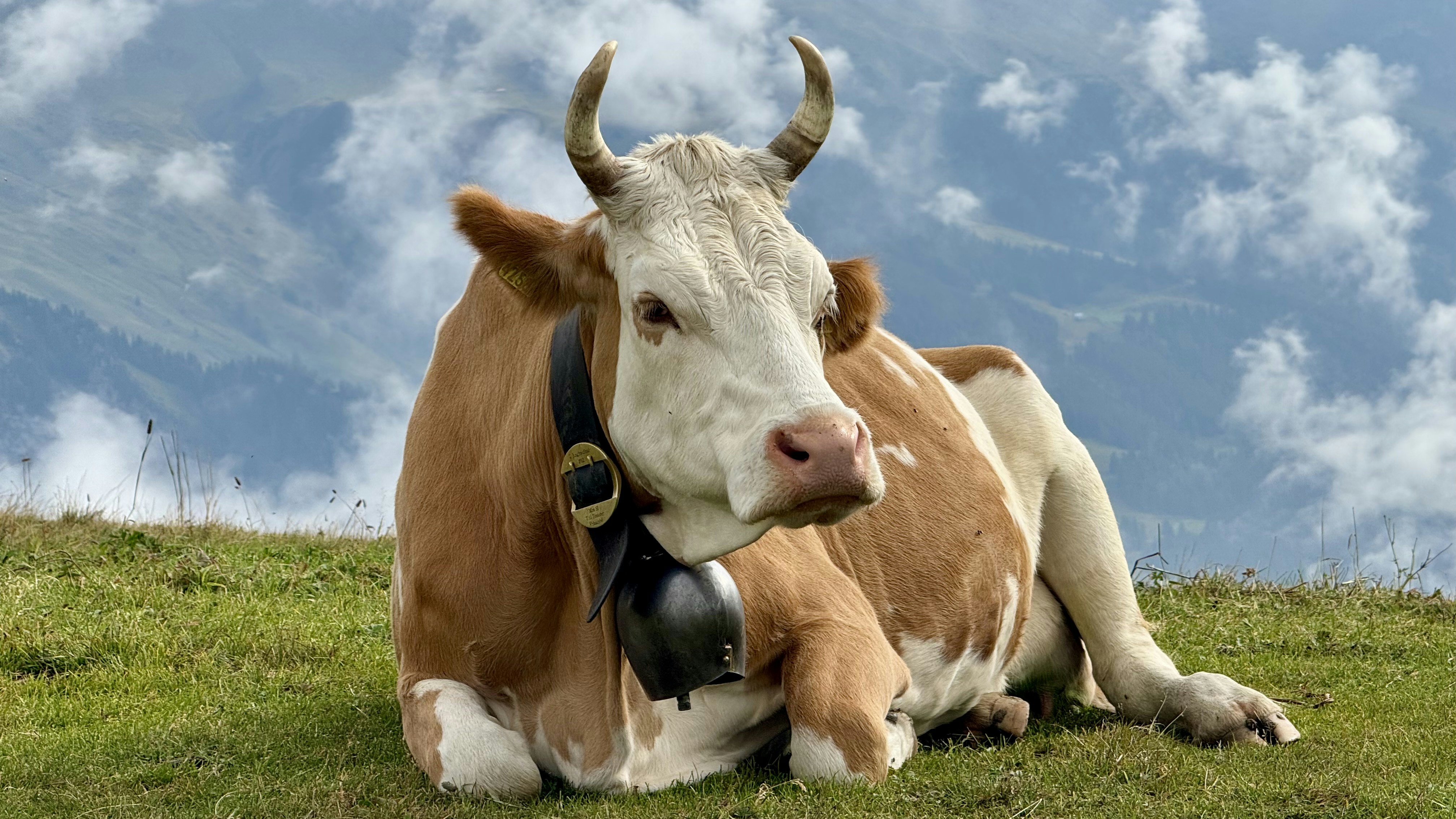 Brown and white cow | A cow with a bell lies in a grassy field.