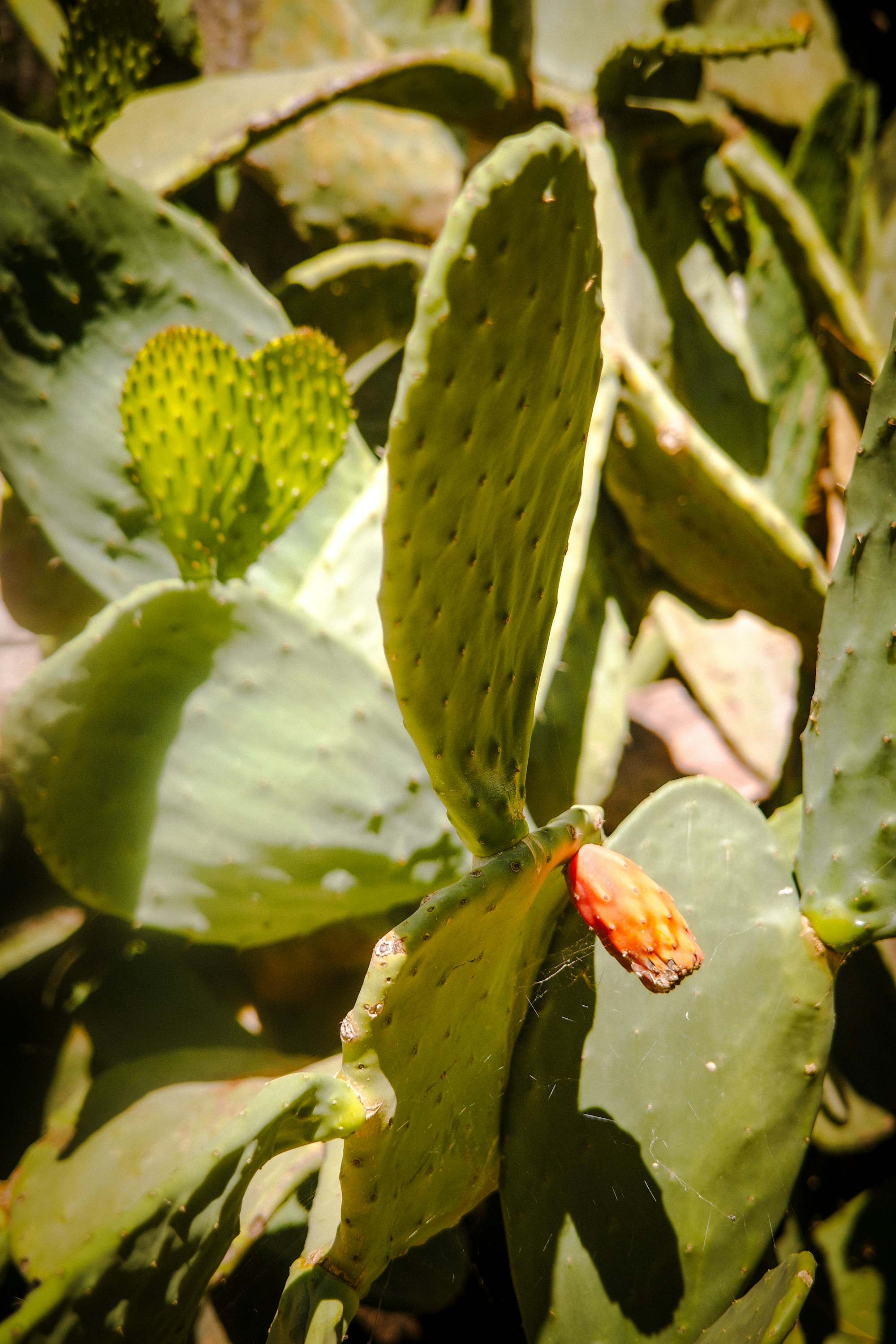 Nature's Resilient Palette: A Cactus Bloom