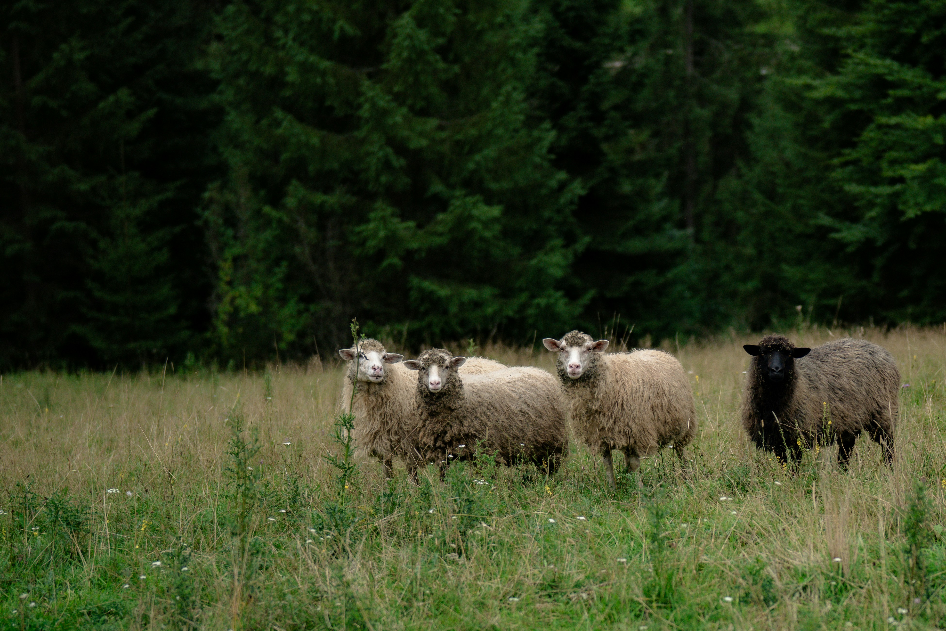 Four Sheep at the Meadow's Edge: Quiet Pause Before the Pines