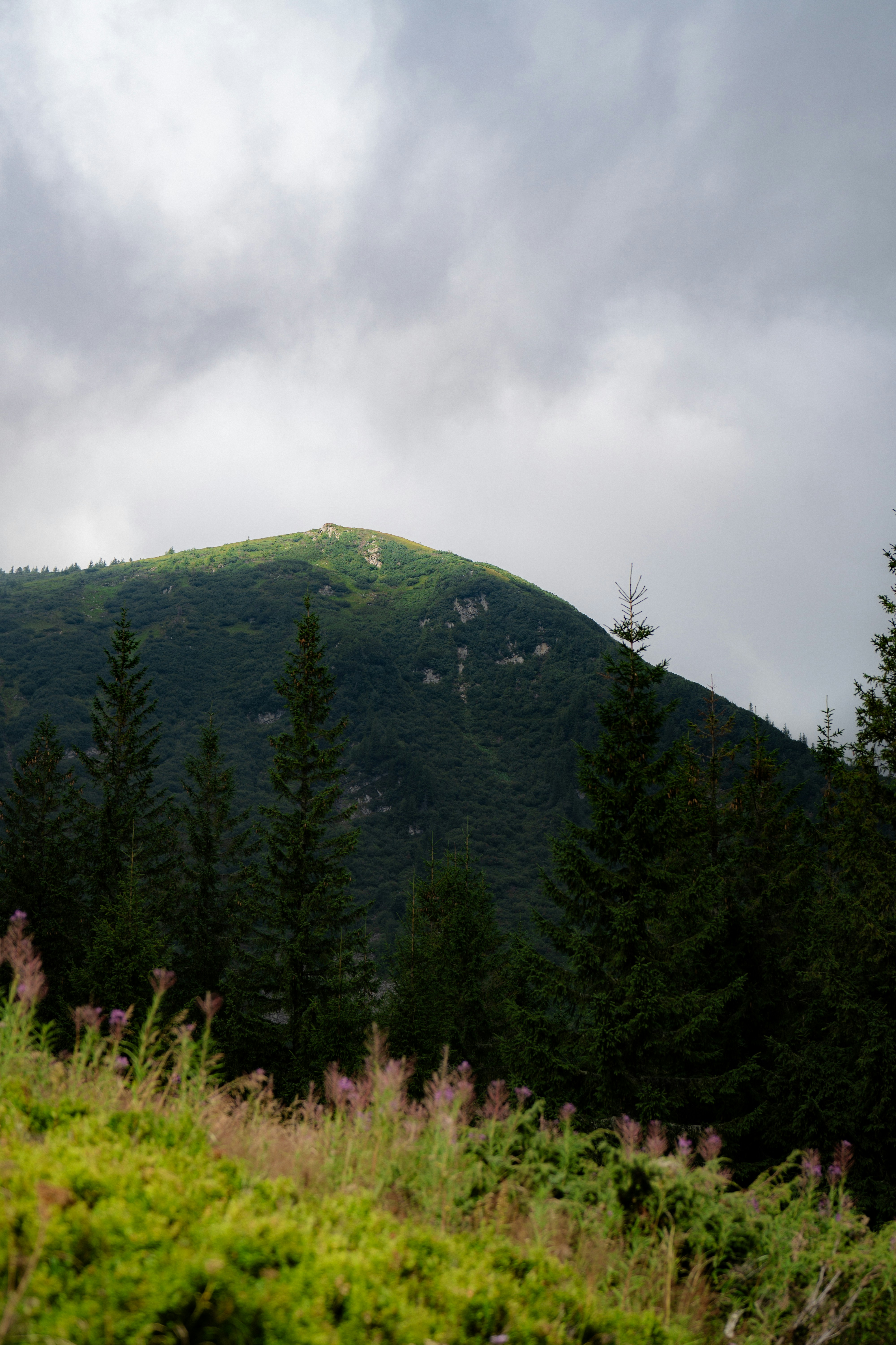 Lush green hillside under a moody sky, framed by tall evergreens and wildflowers in the foreground.
