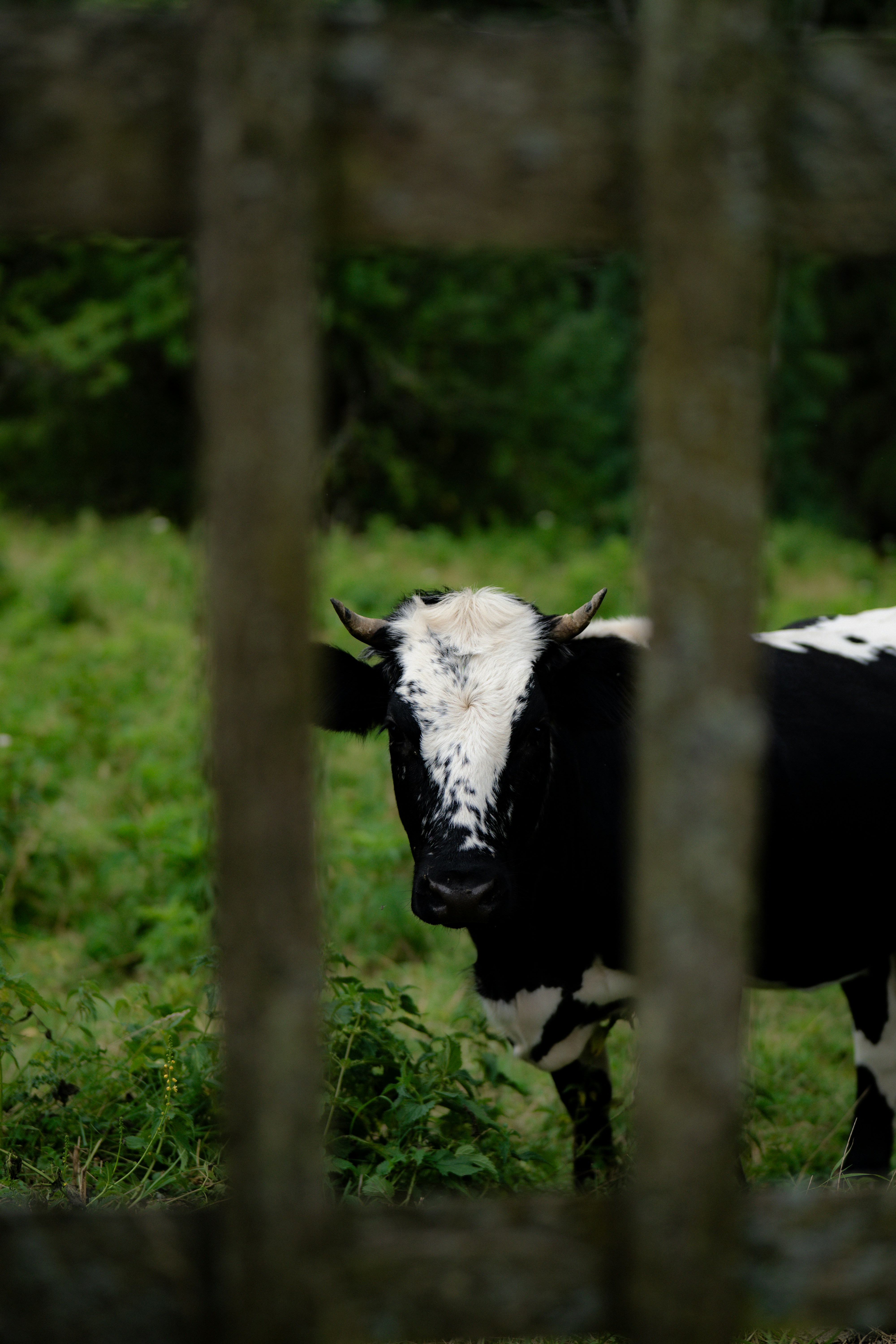 Behind the Wooden Veil: A Cow's Gaze