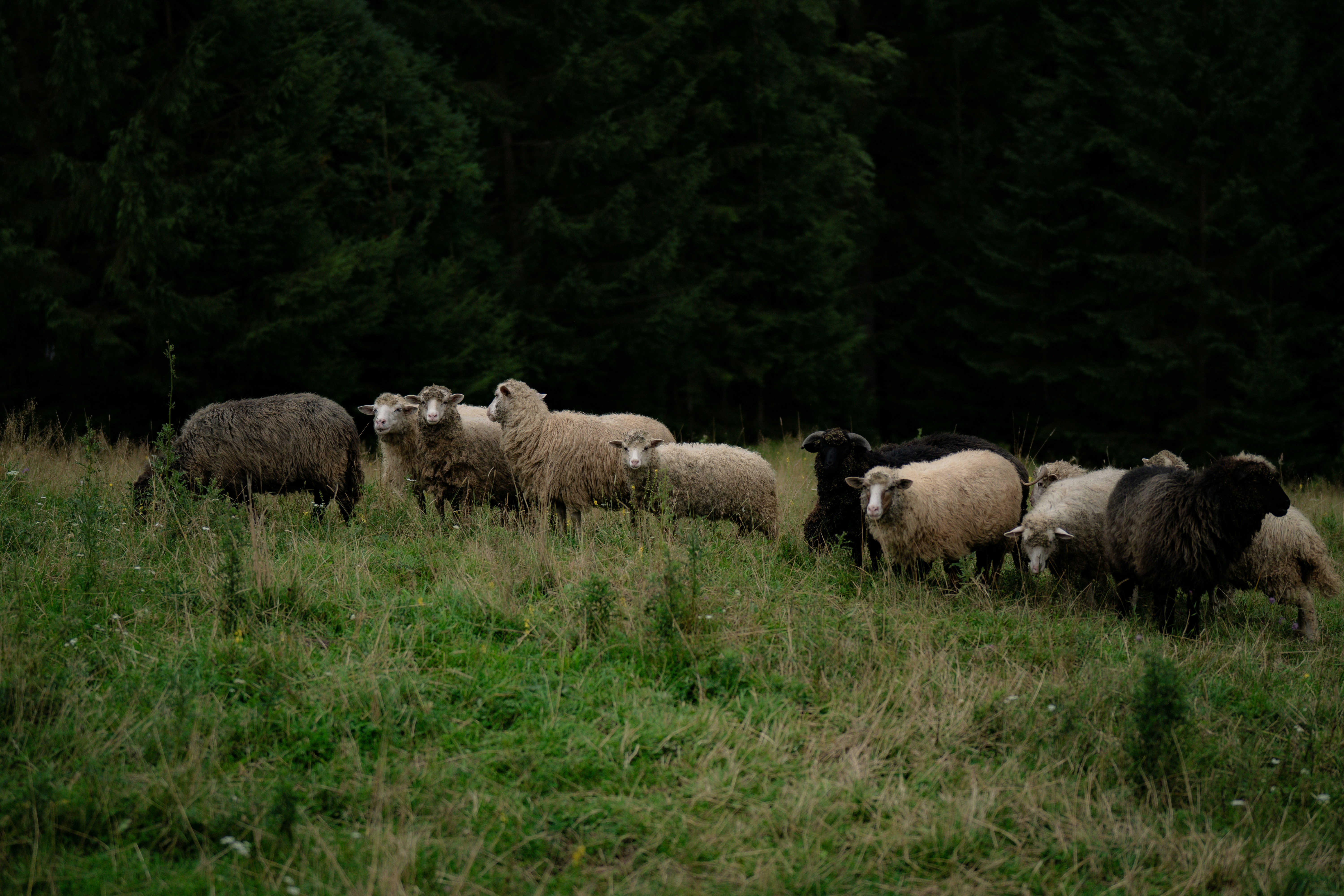 Herding Shadows: Sheep Gather at the Meadow's Border