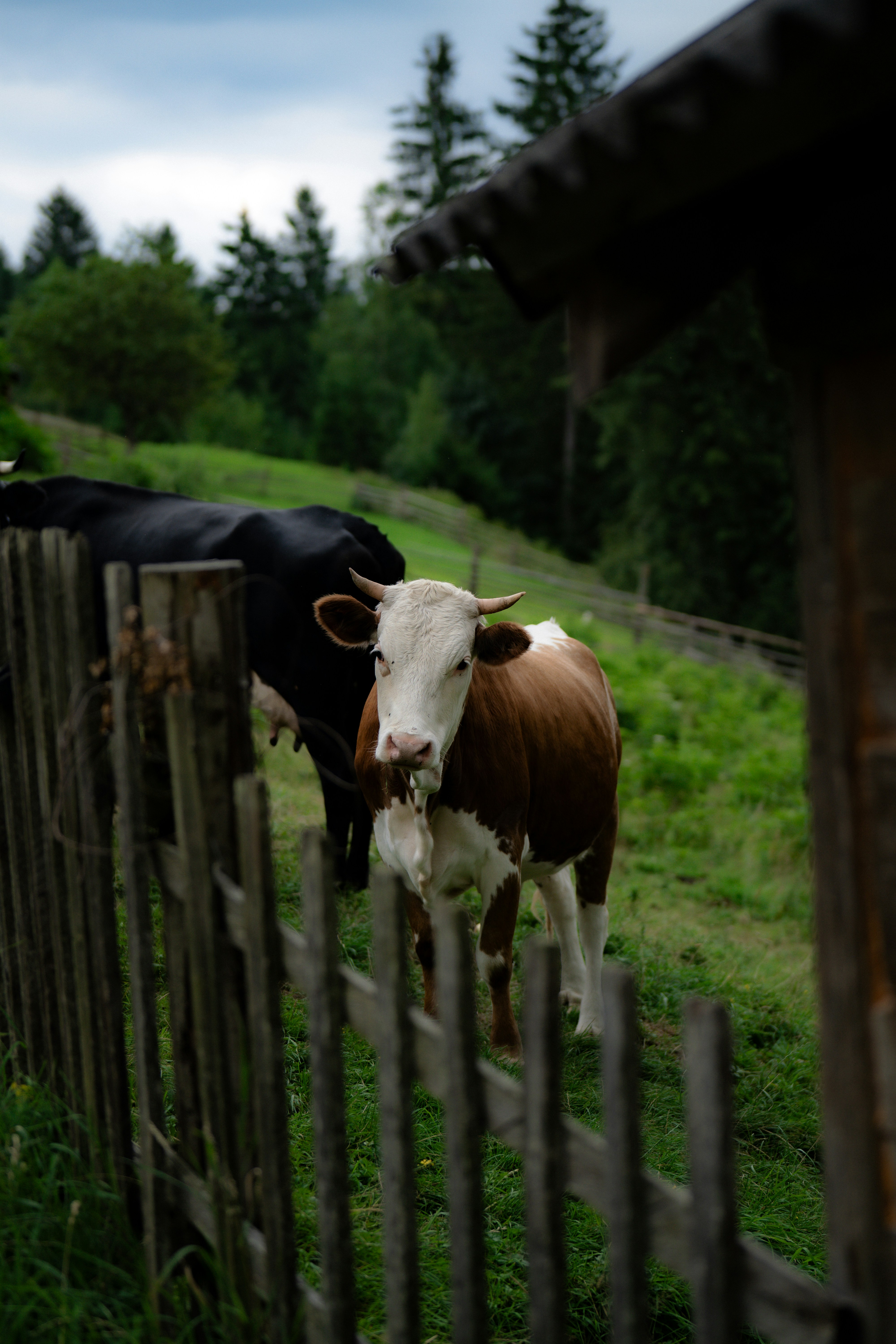 Curious Calf Amidst Nature's Embrace