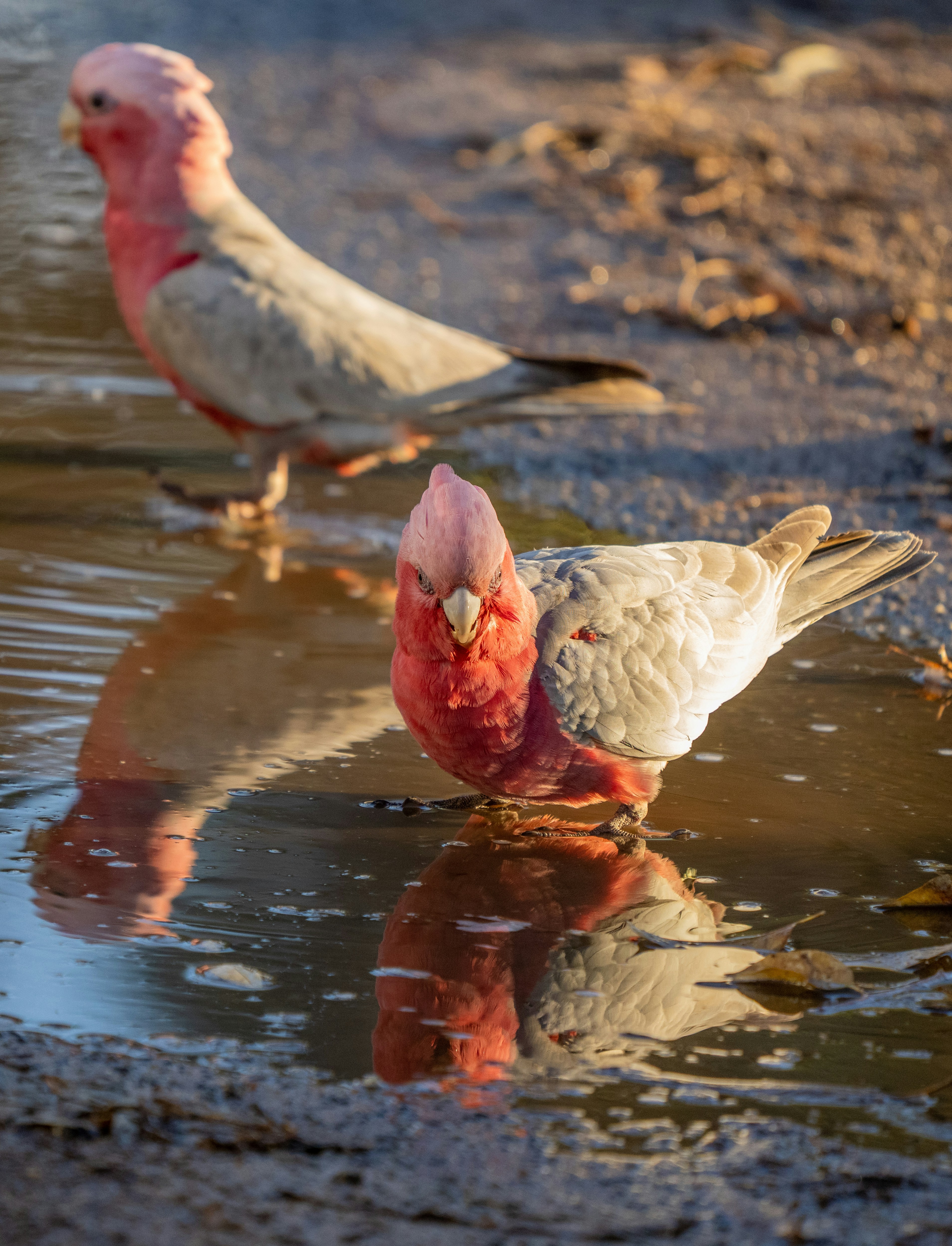 Two Roseate Pigeons in a Receding Pond Mirror