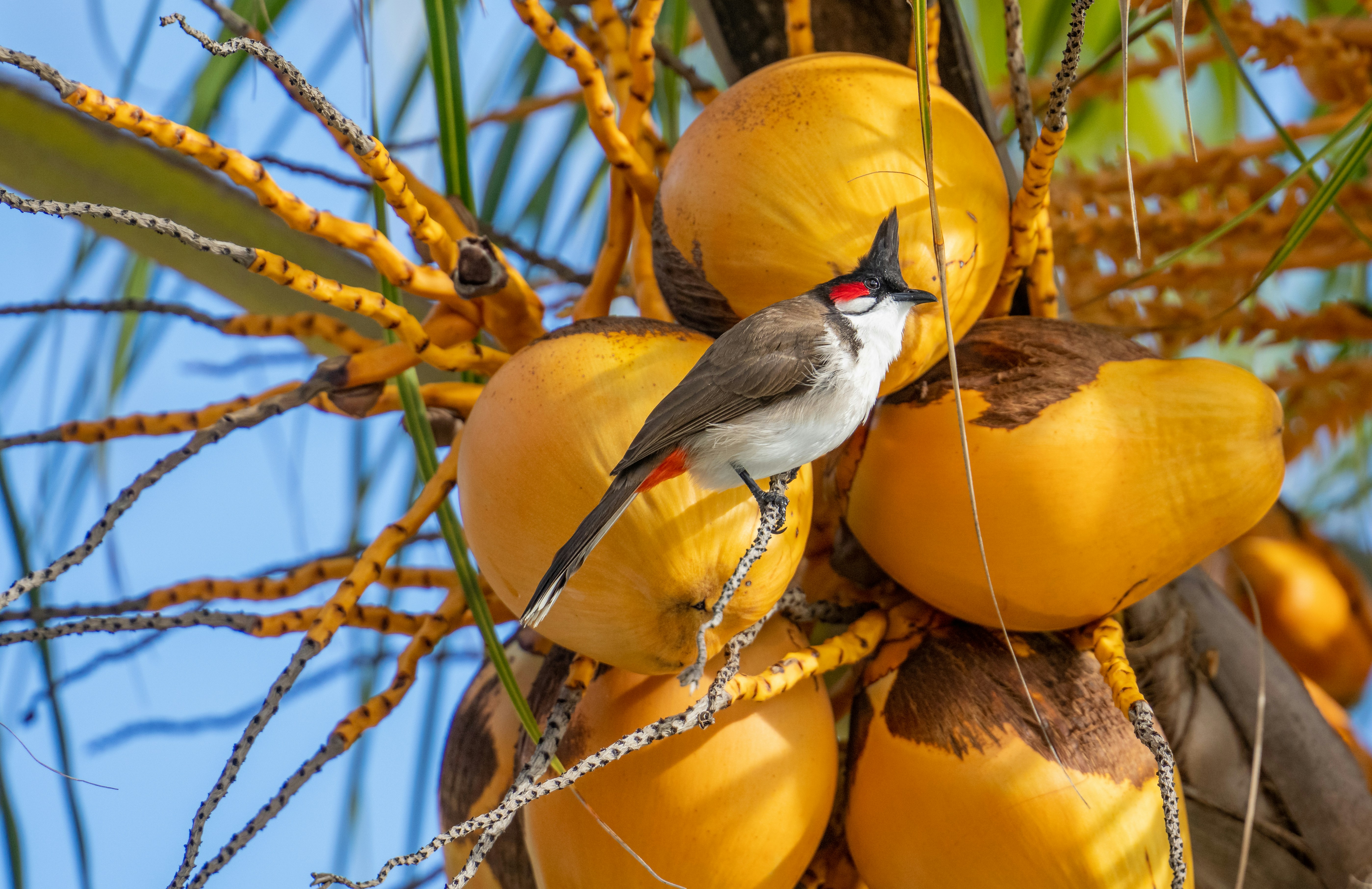 Crimson-backed Warbler Pauses Among Golden Fruit