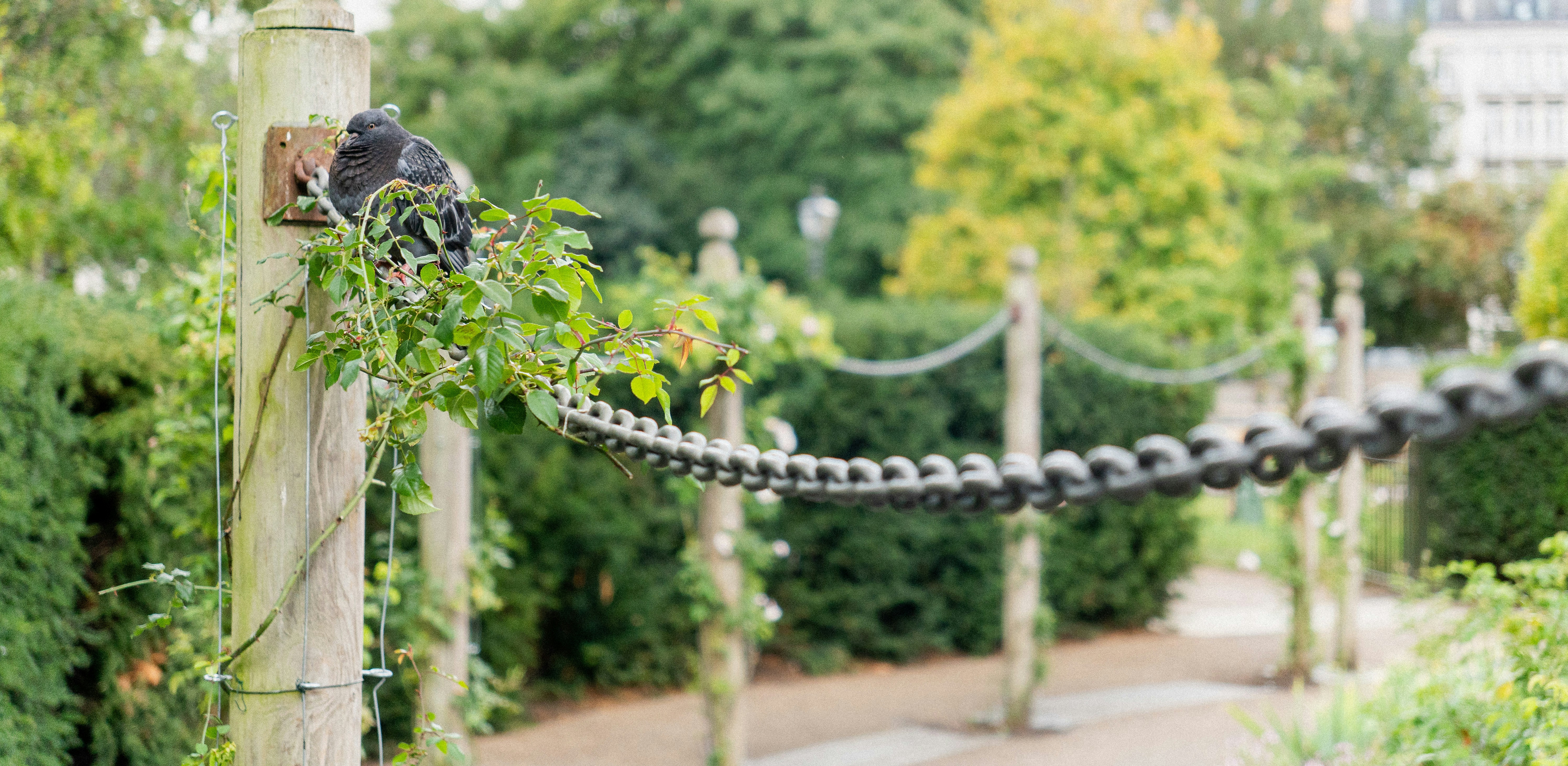 Pigeon Perch on a Weathered Post in a Tranquil Garden Corridor