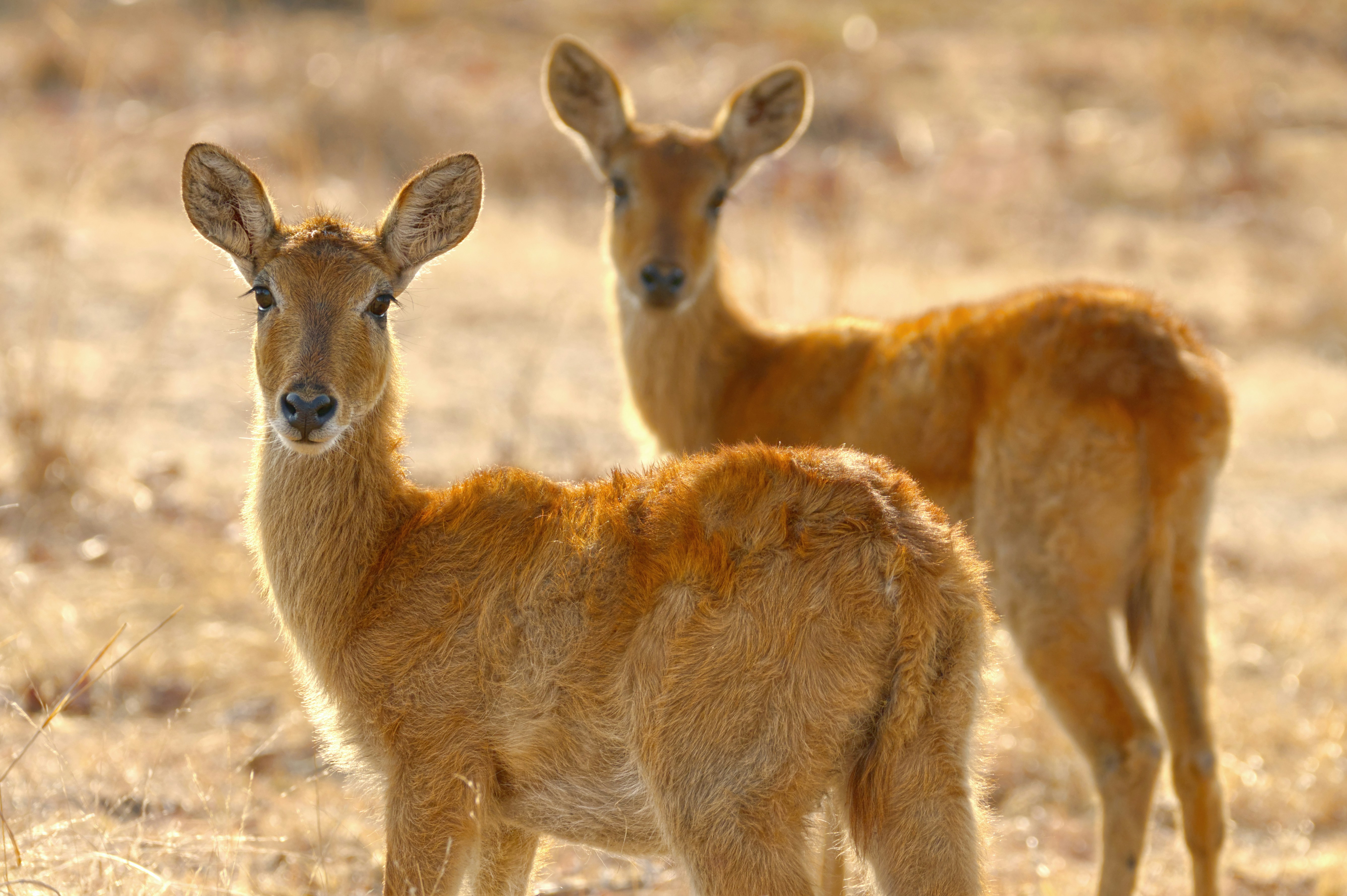 Puku - a medium-sized, rough-coated antelope found in wet grassland areas of central southern Africa. | Two young deer stand in a dry, grassy field.