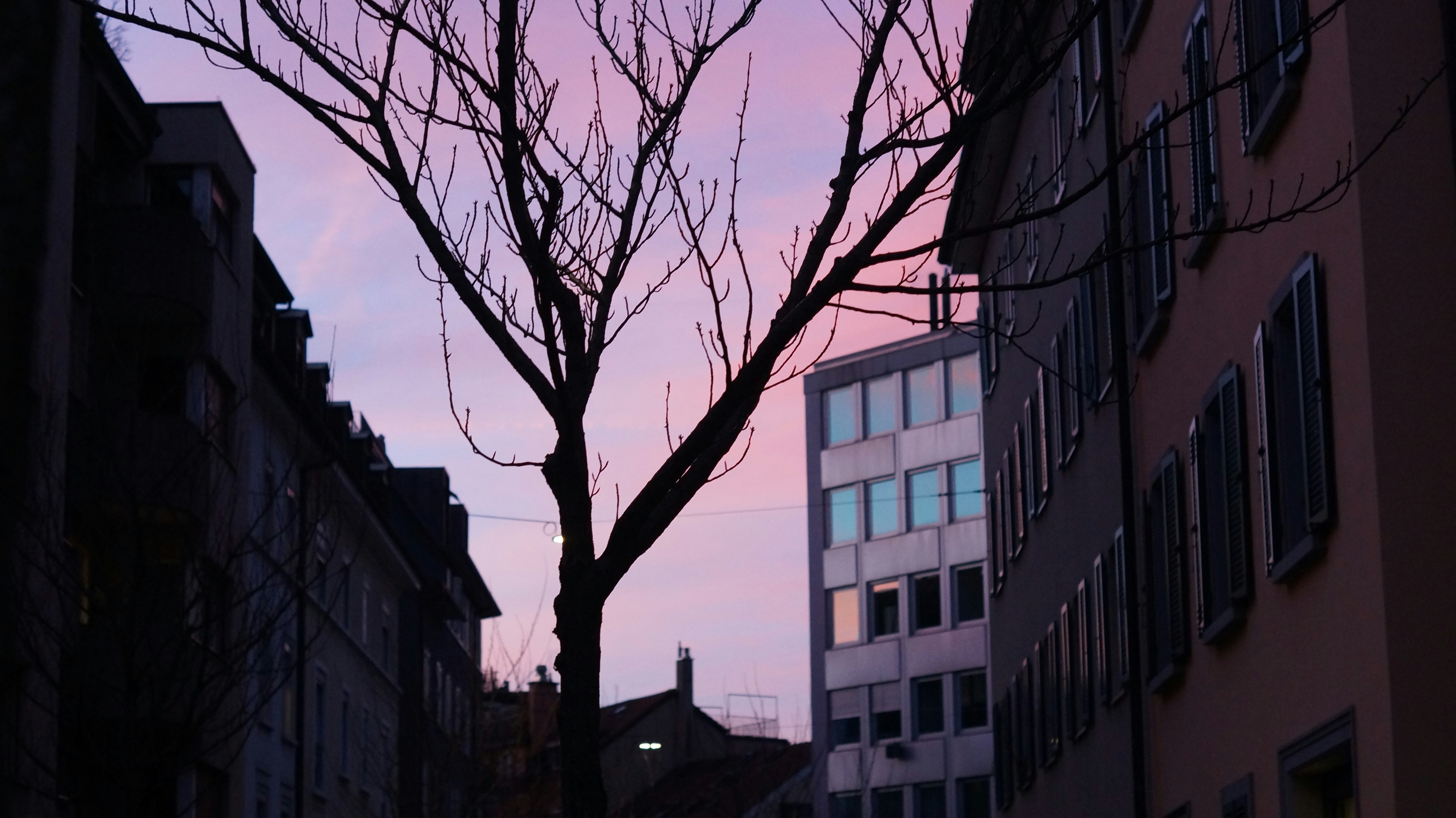 Pink Dusk Through City Silhouette: A Lone Tree Framing the Street