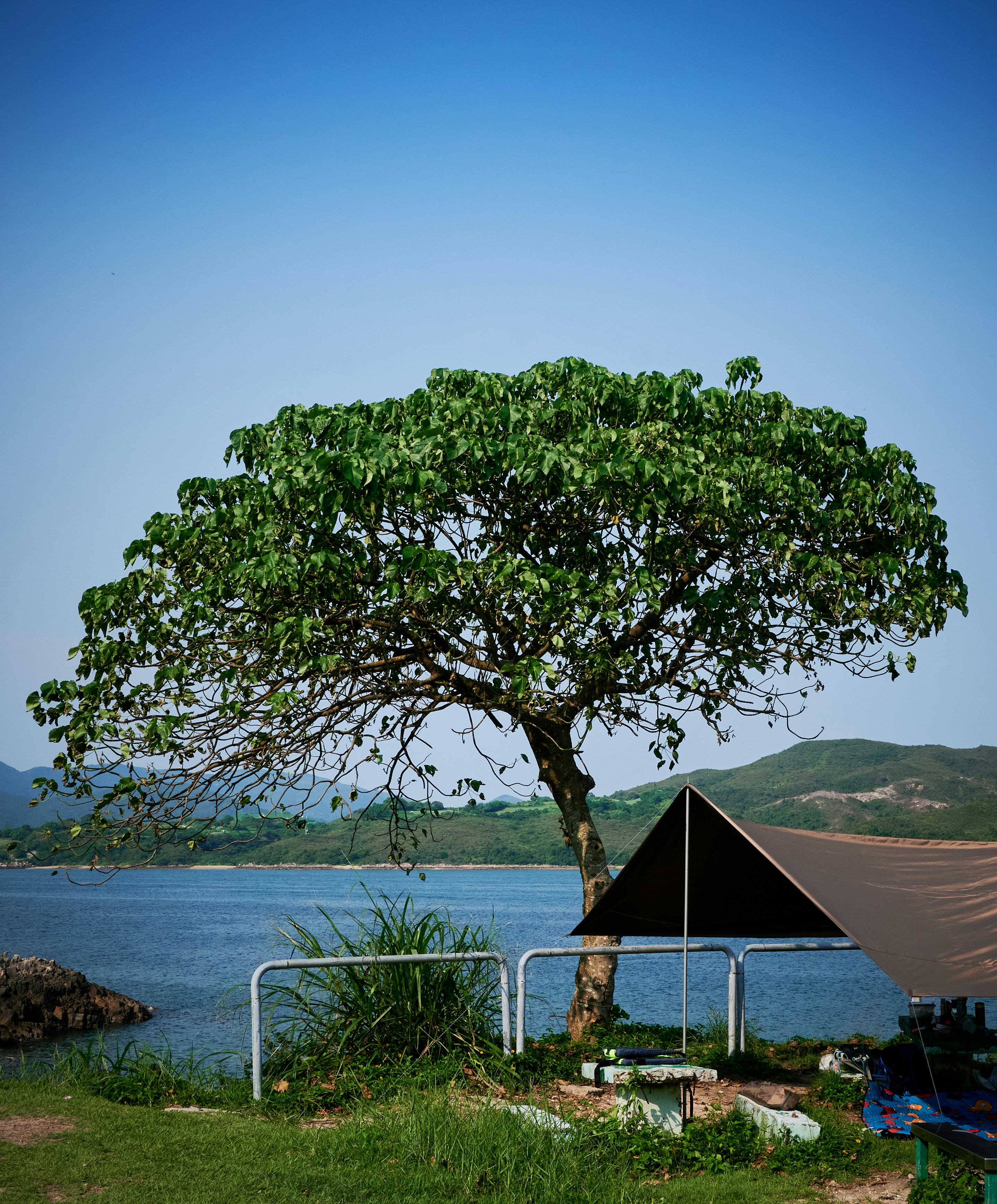 A lone tree stands by the water under a clear blue sky.