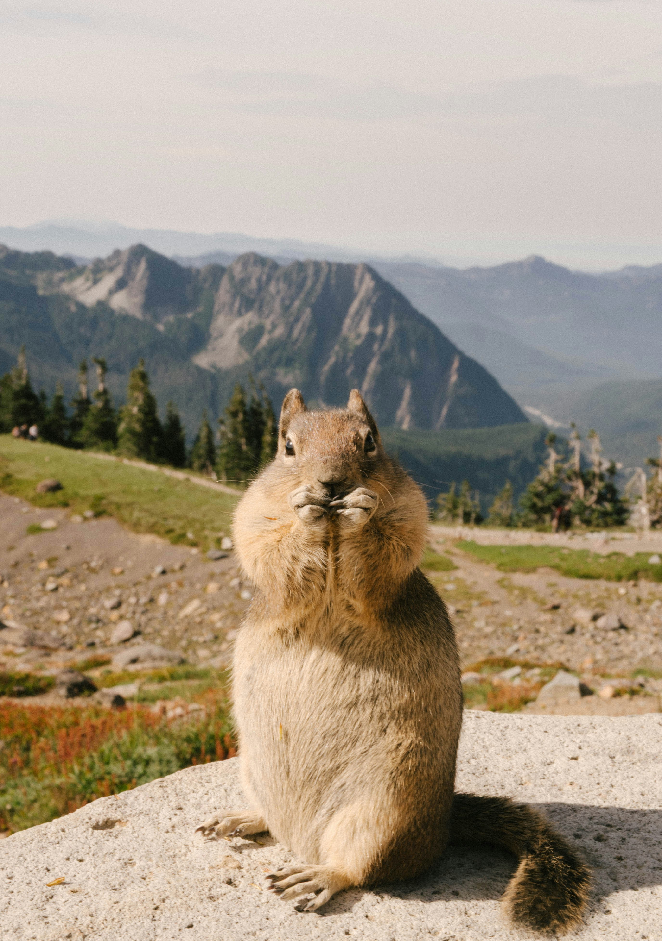 Nature's Curious Observer