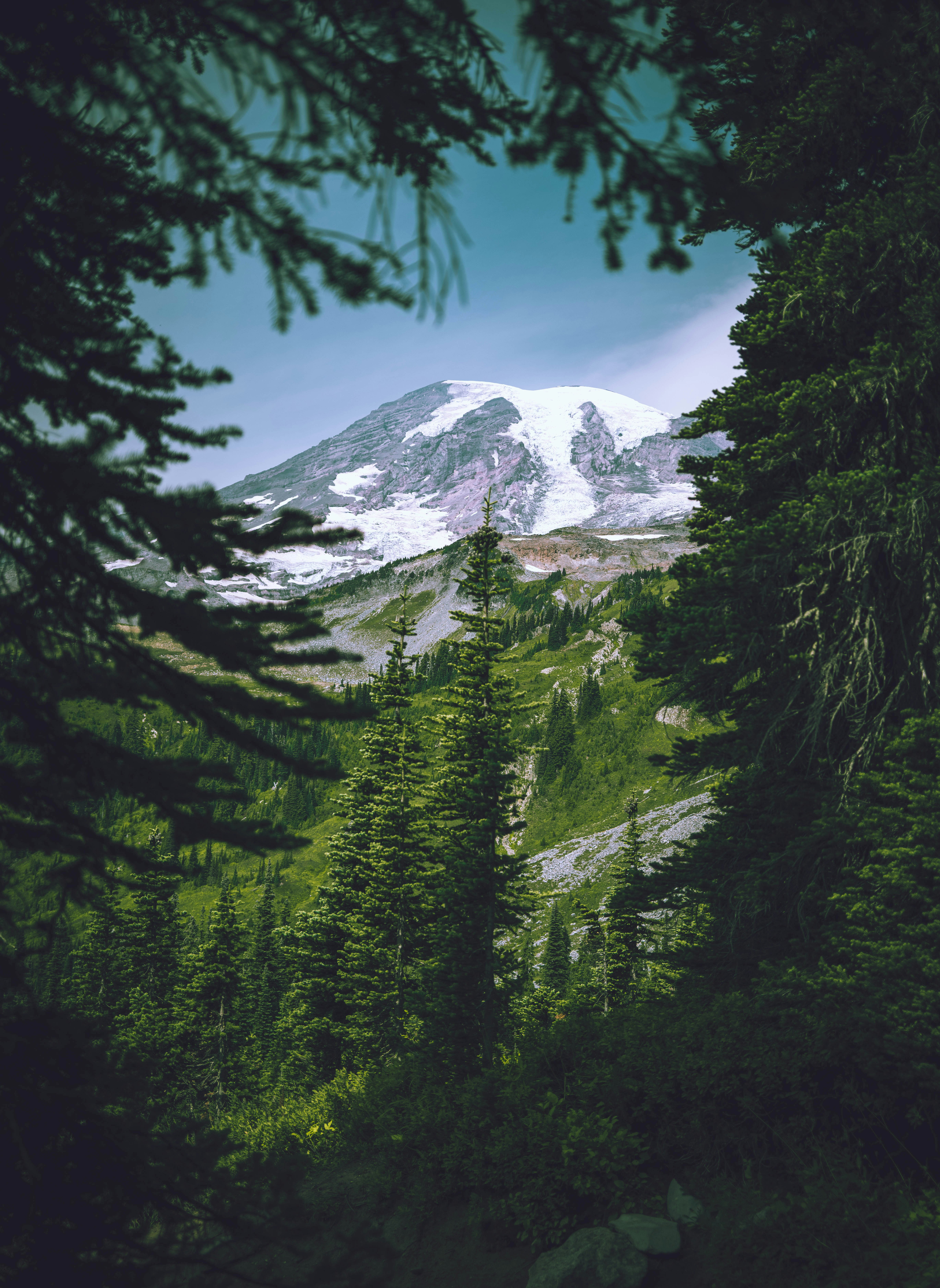 Snow-capped mountain peak seen through pine trees.