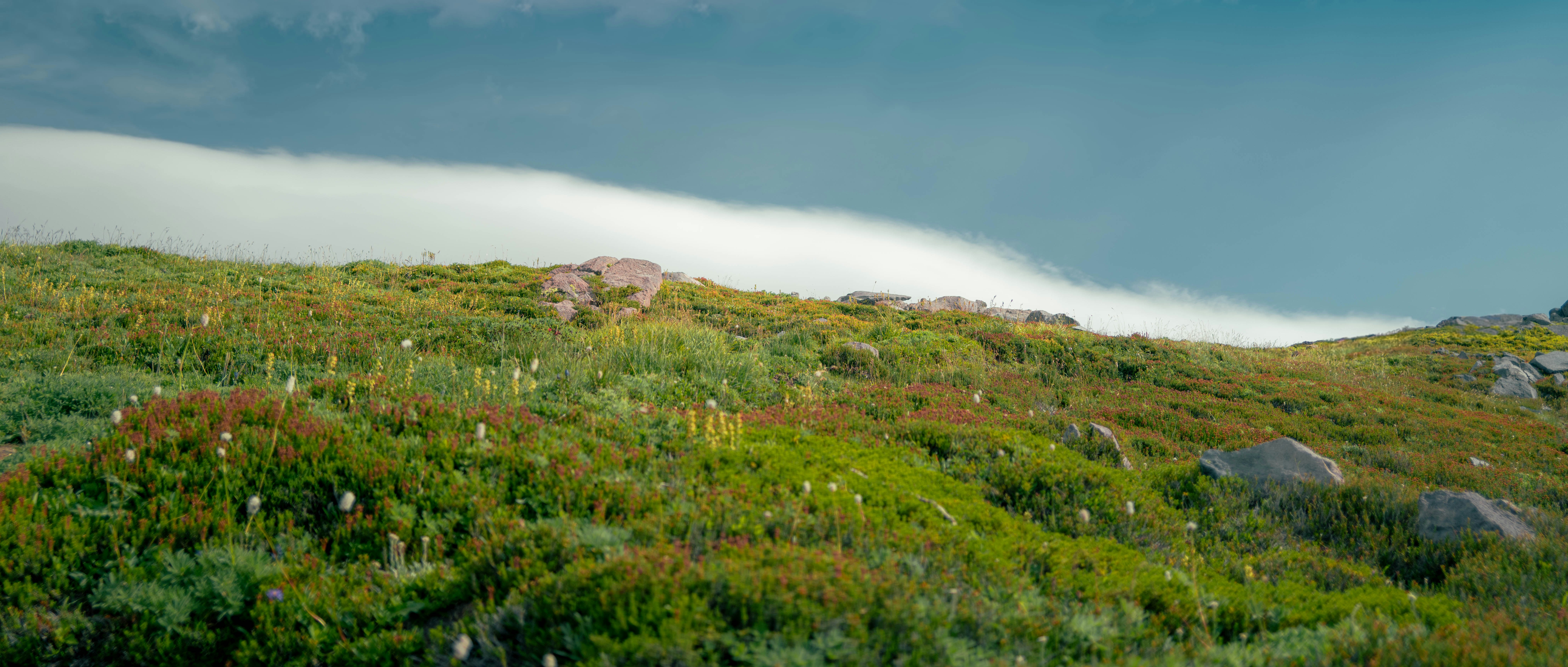 Whispers of the Meadow: A Green Tapestry Under the Sky