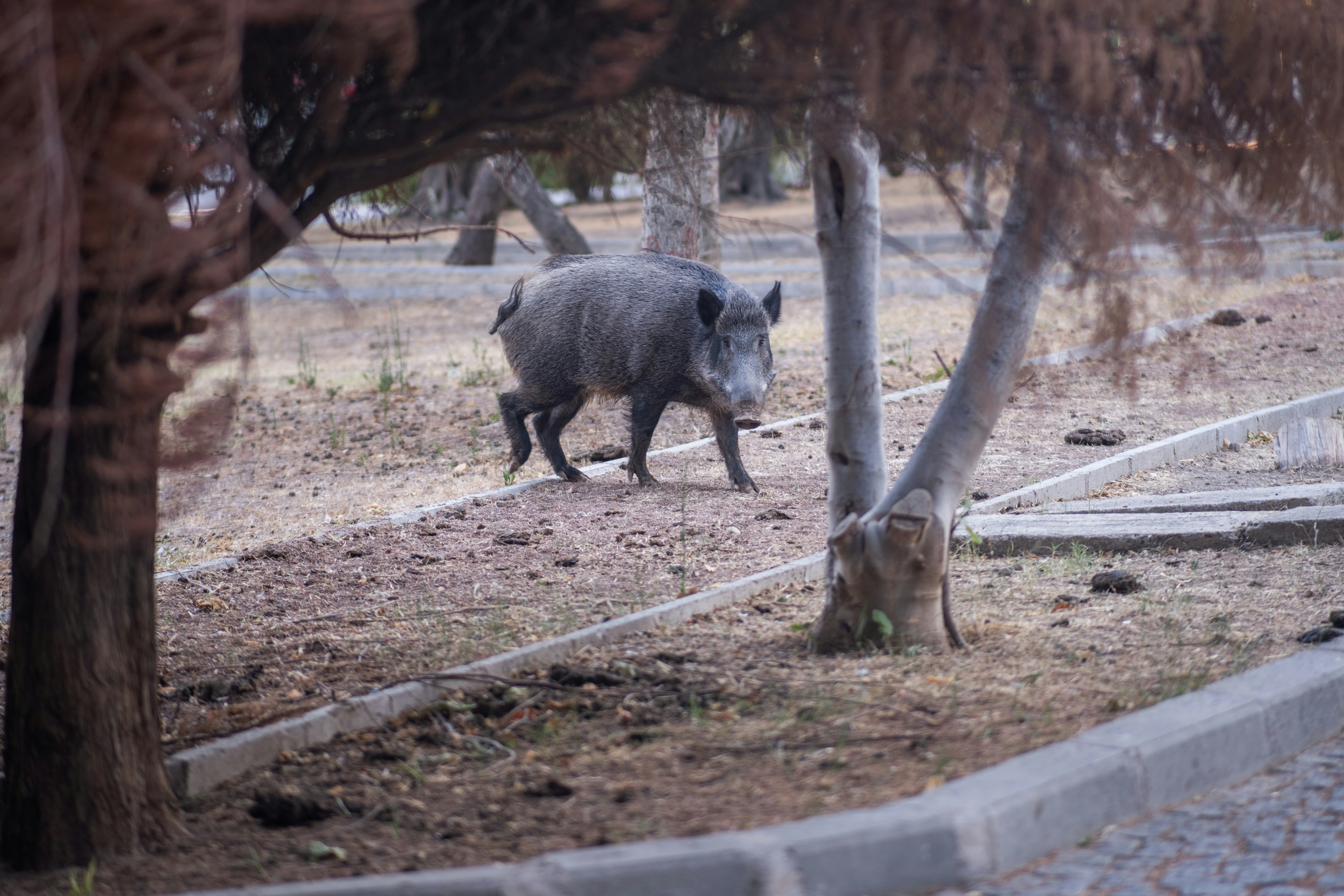 Boar at the Park Border: a quiet, wary encounter beneath leaning trees