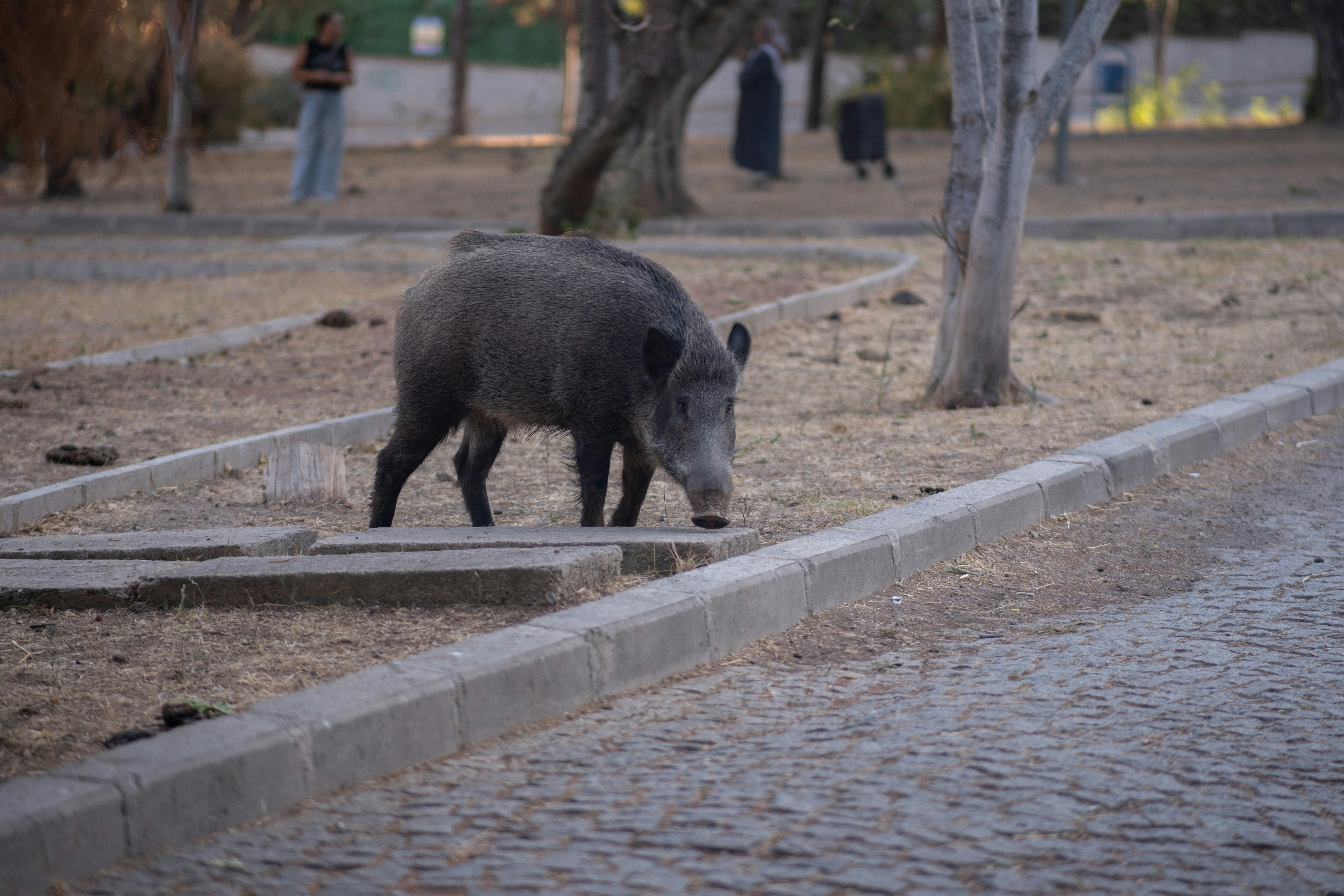 Wild boar walking on a paved path in a park