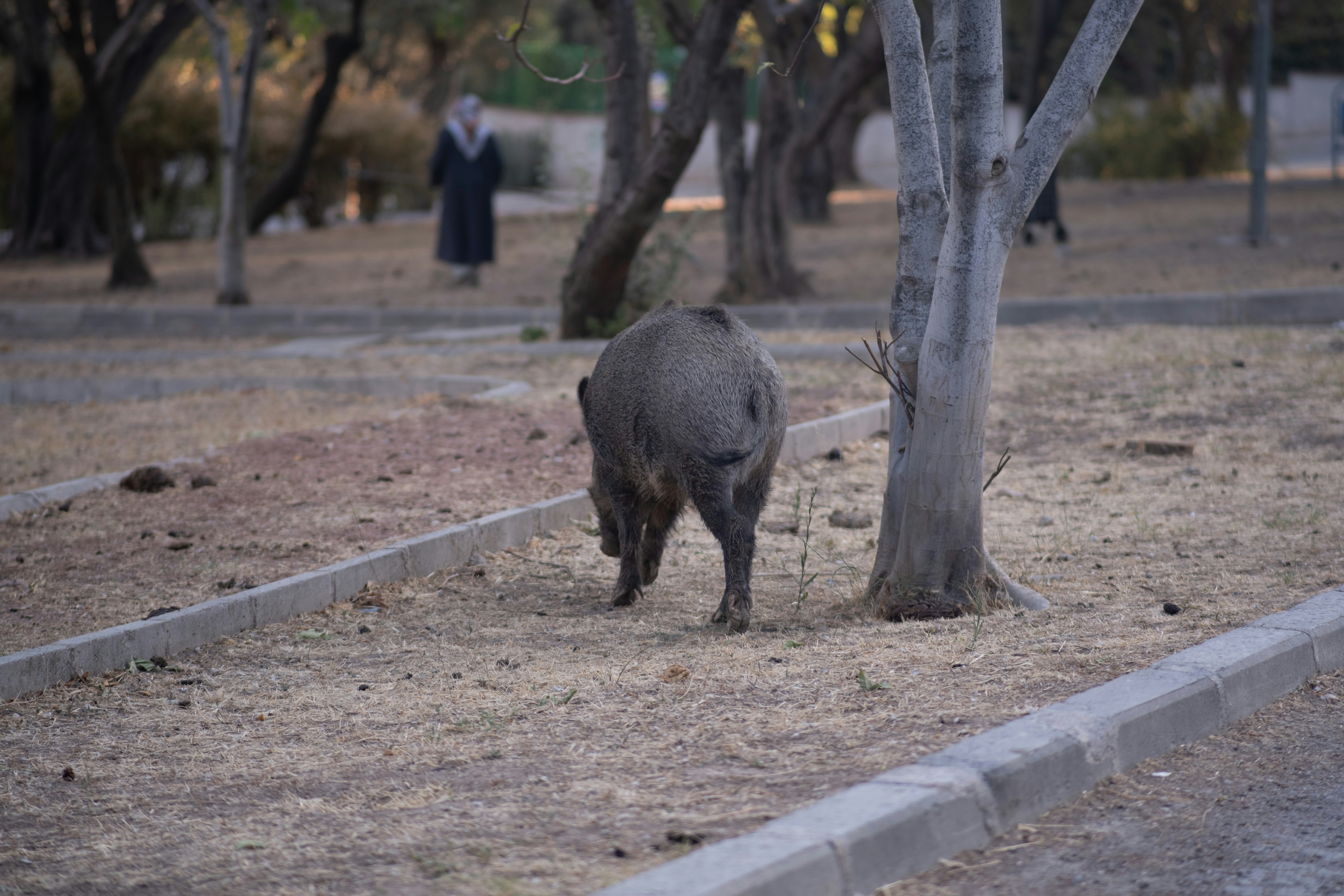 A wild pig walks in a park with trees.