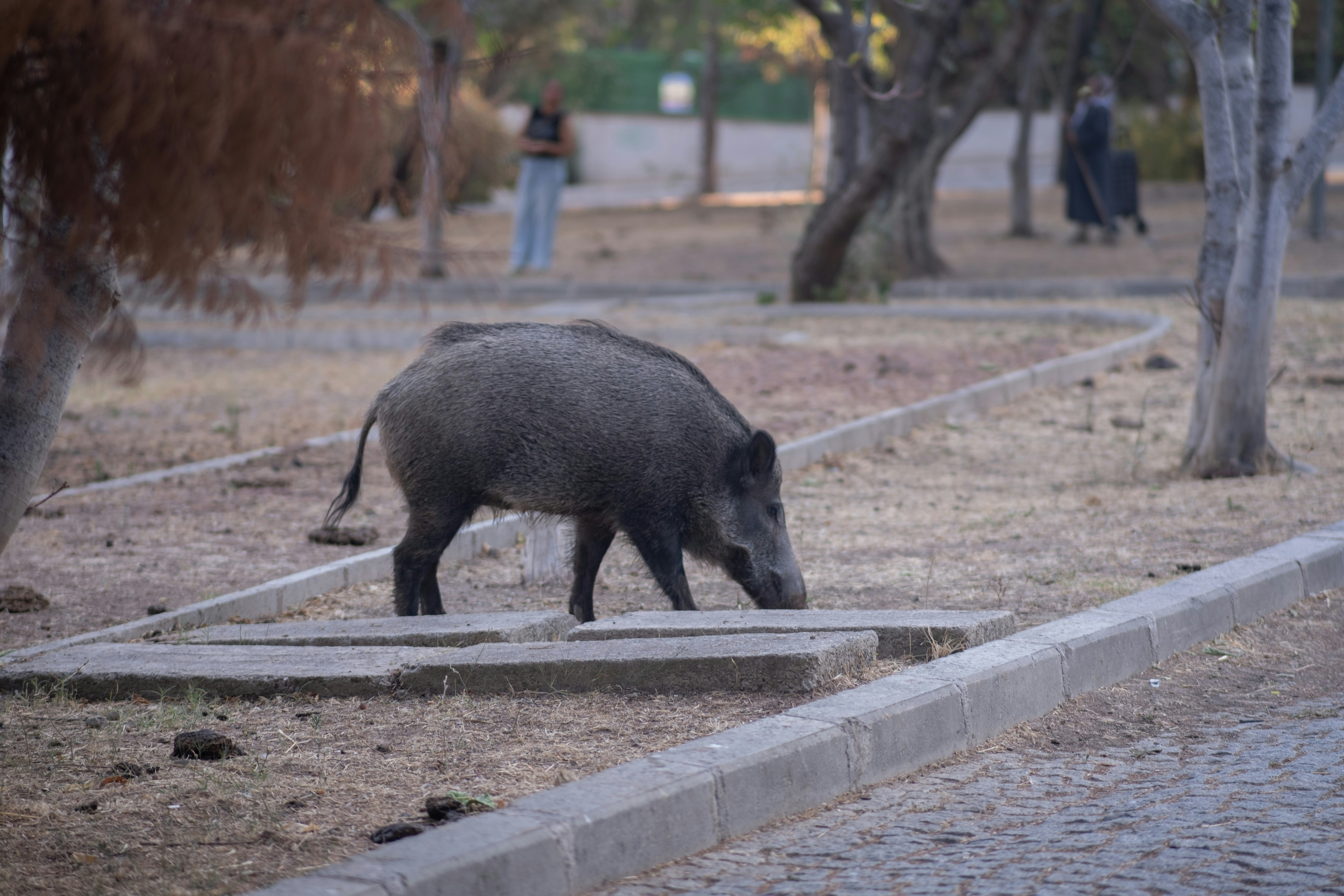 A wild boar walks through a park area.