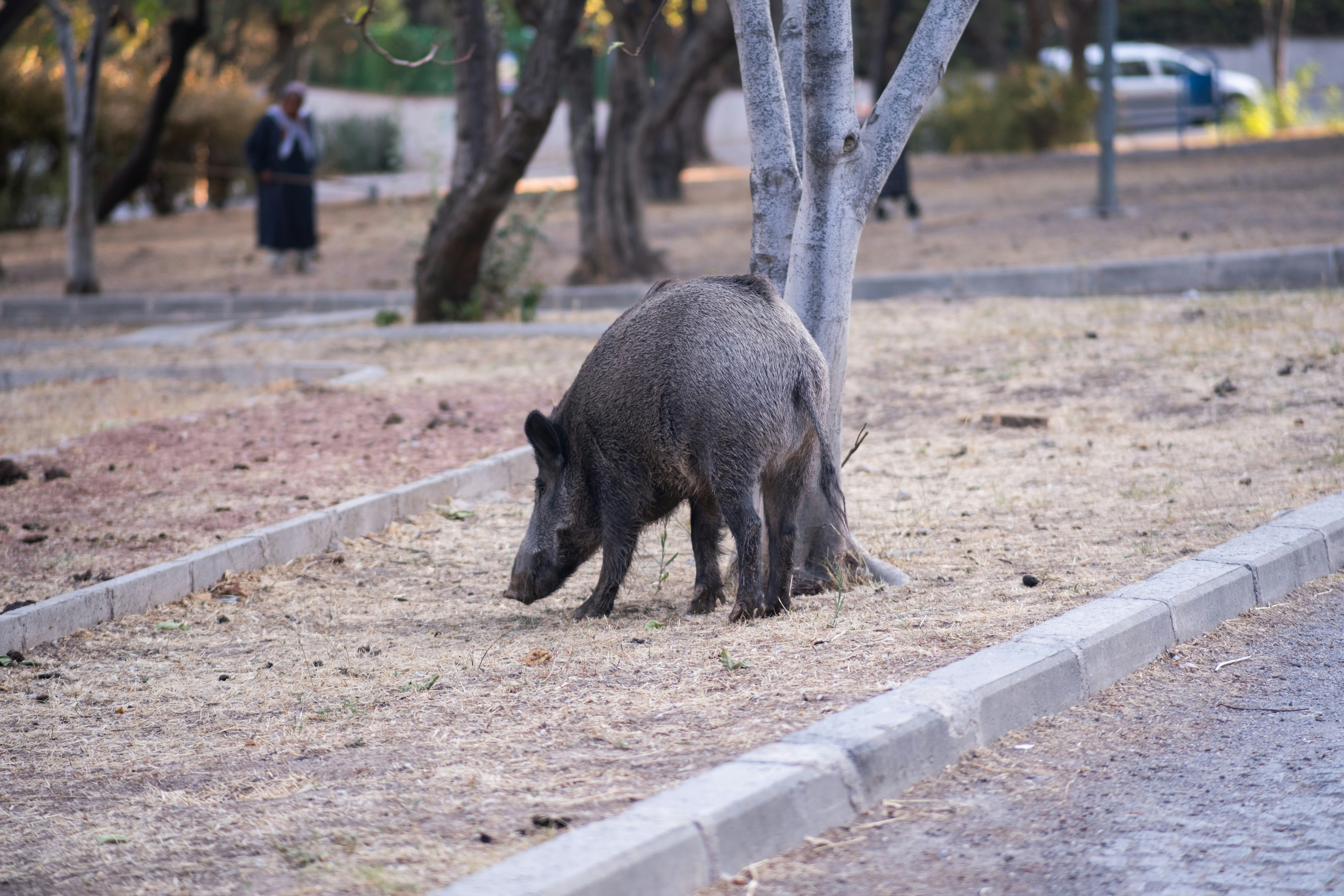 Wild boar foraging near a tree in a park.
