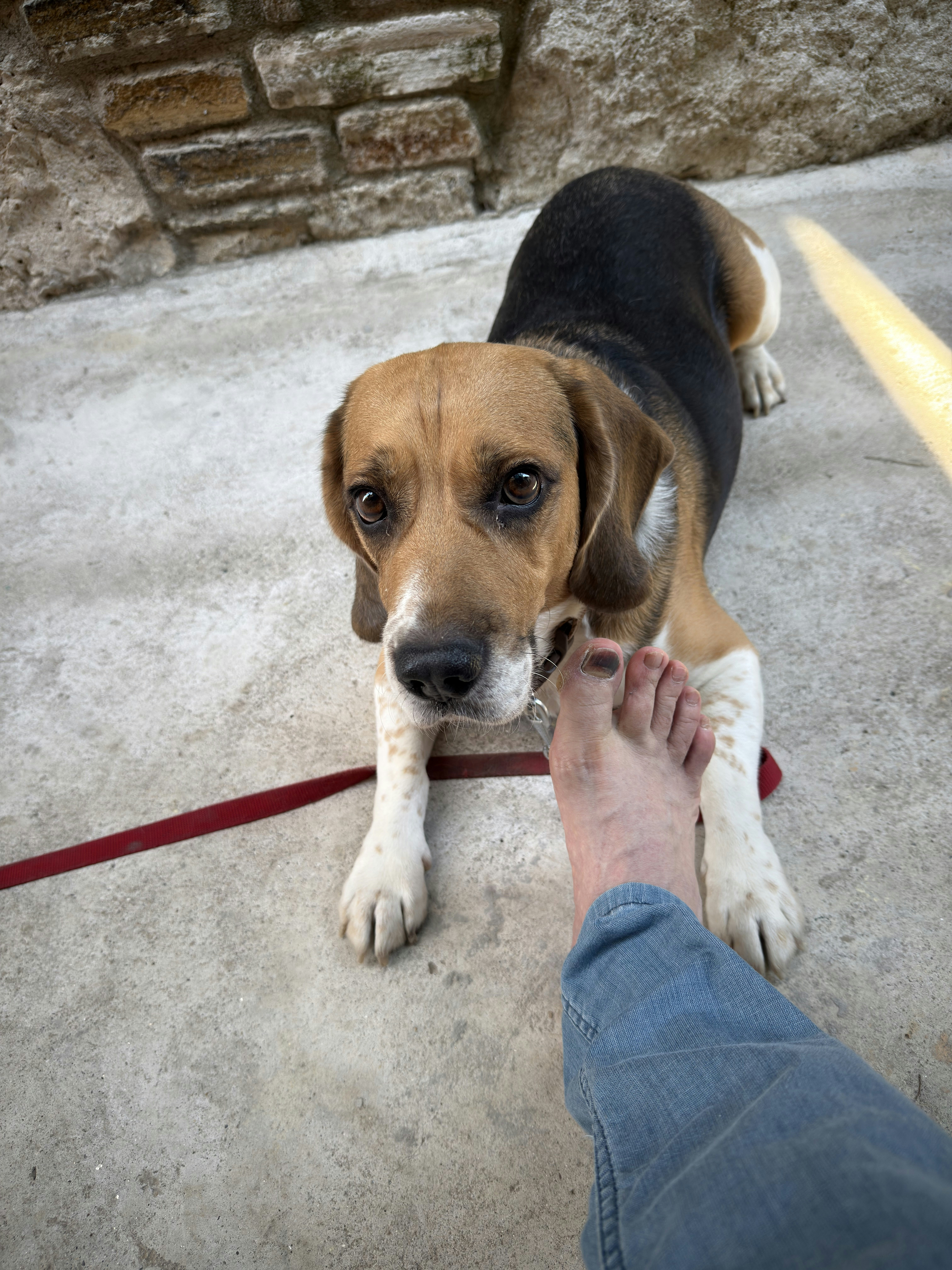 Curious Beagle Meets Foot: A Close-Up on Concrete