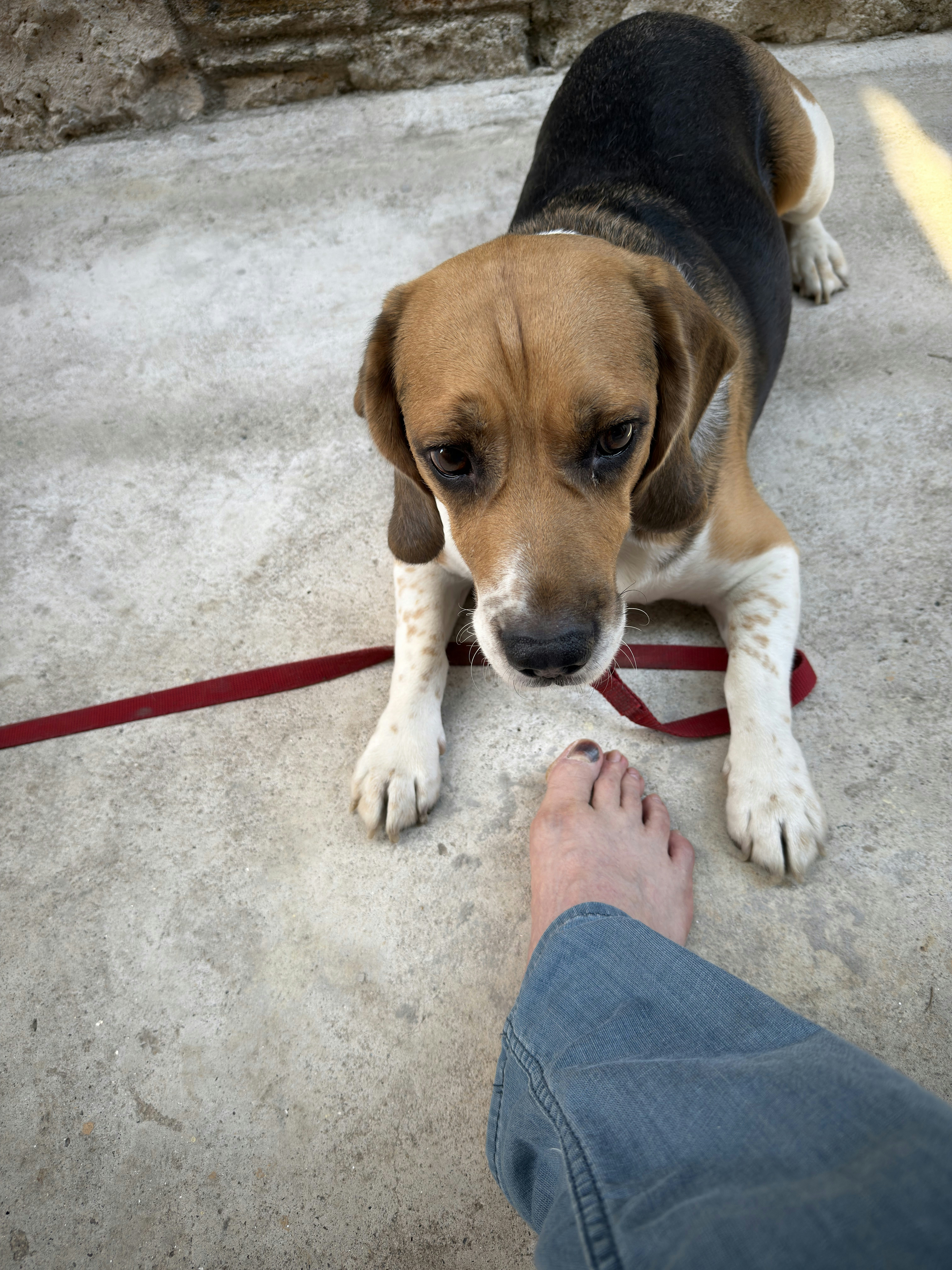 A Moment of Connection: Canine Curiosity
