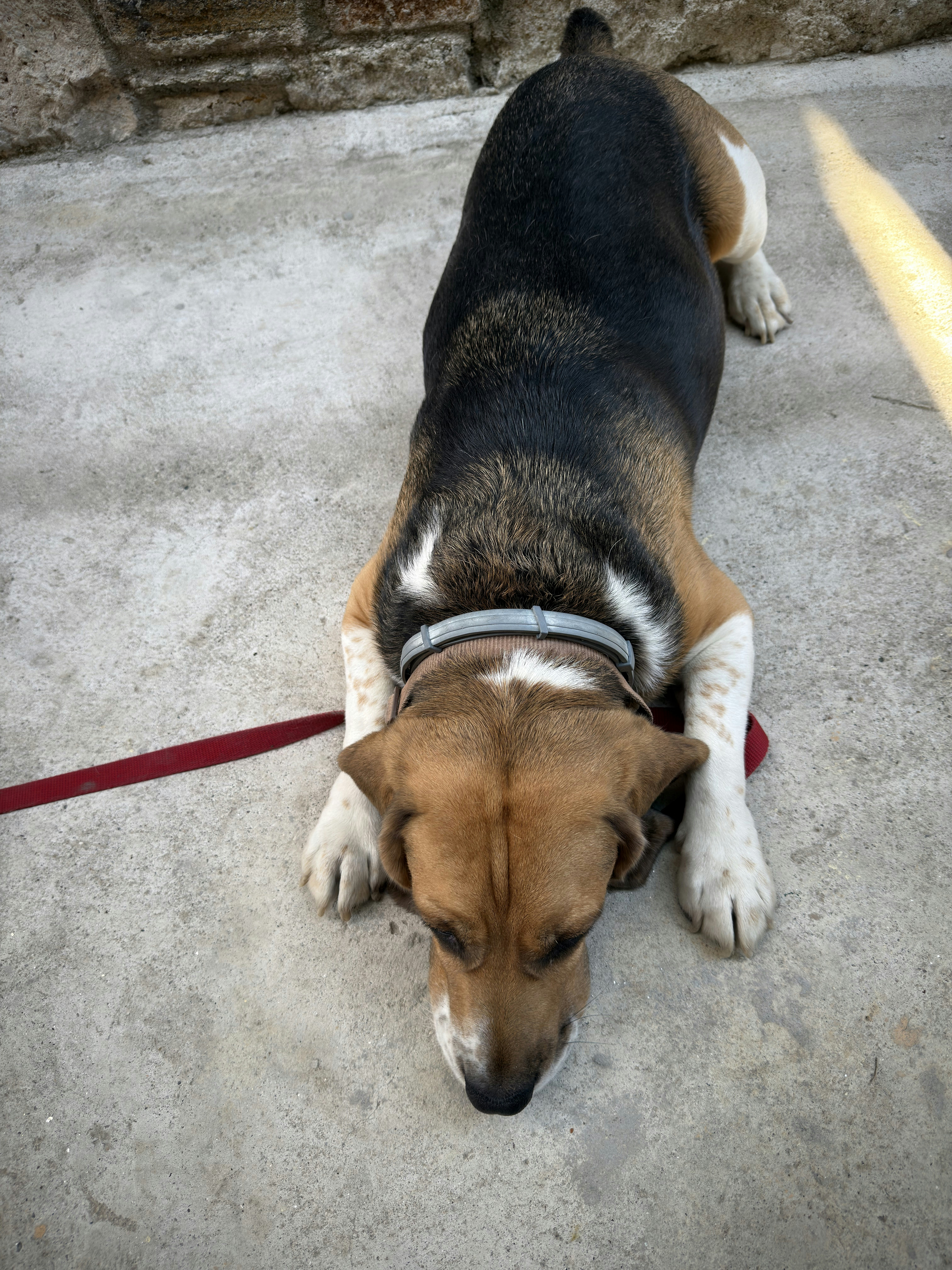 A Moment of Reflection: The Resting Canine