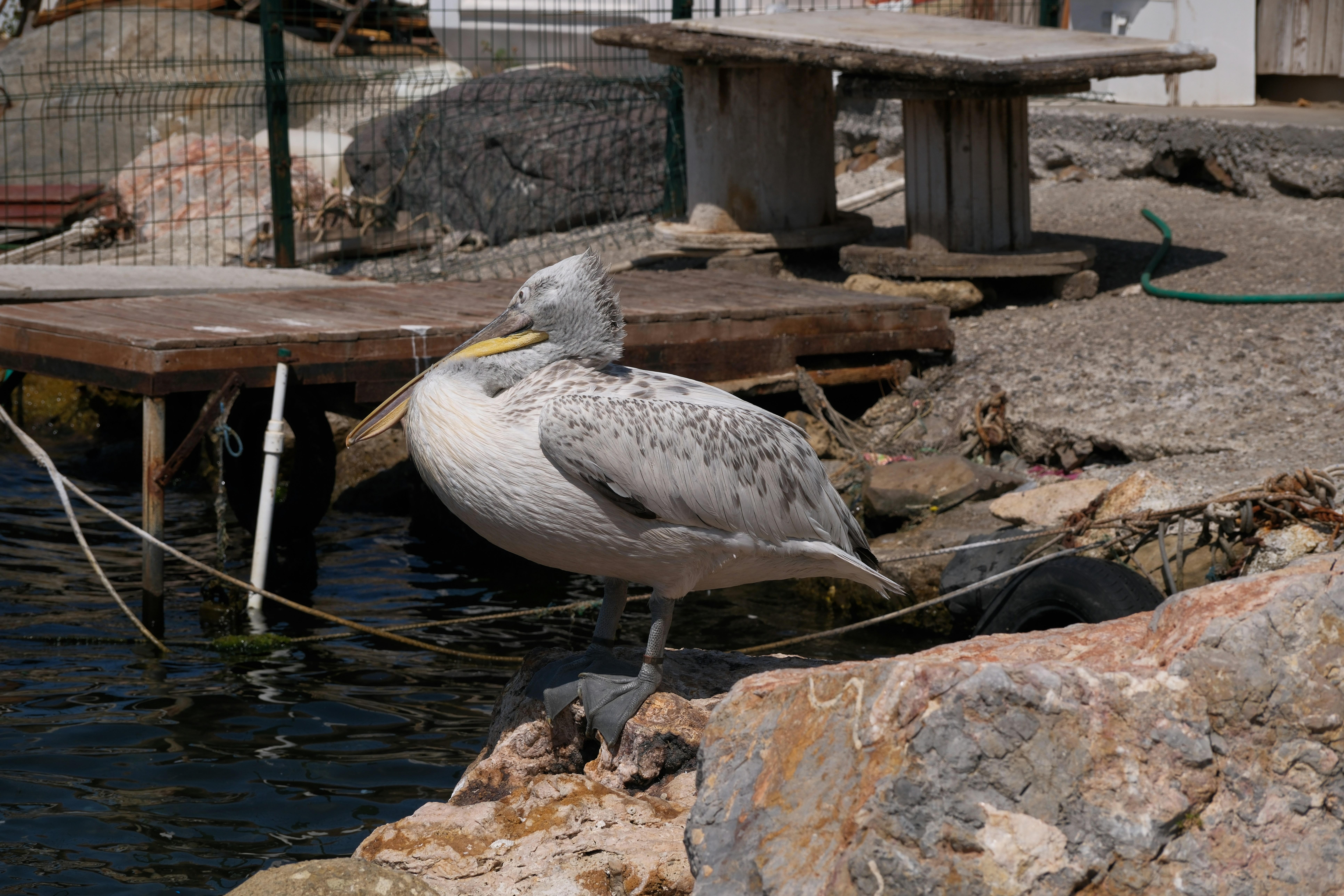 A pelican perched on a rocky outcrop by the water's edge, overlooking a tranquil harbor scene.