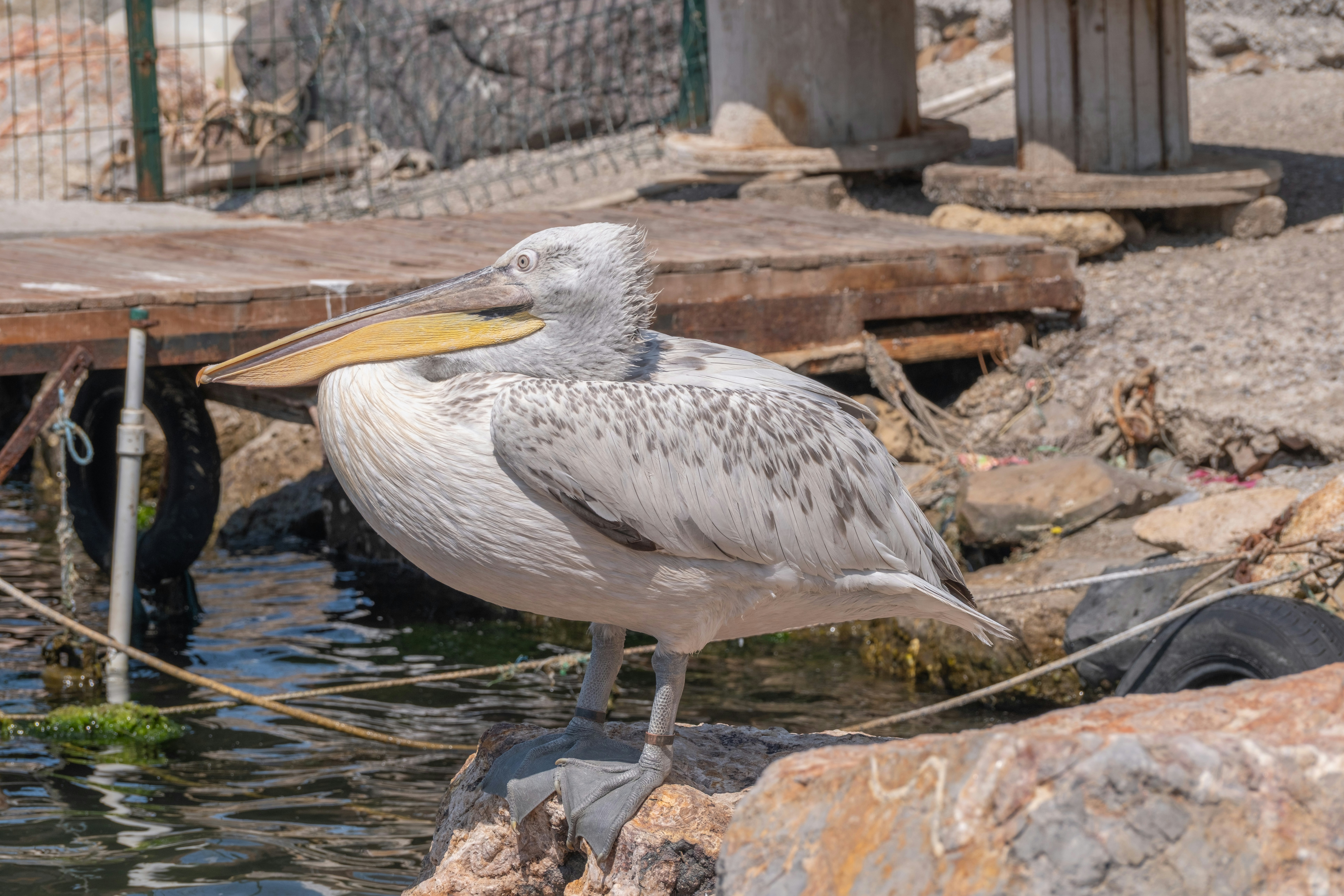 A pelican perched on a rocky outcrop, gazing serenely at the water. The scene captures the essence of coastal wildlife.