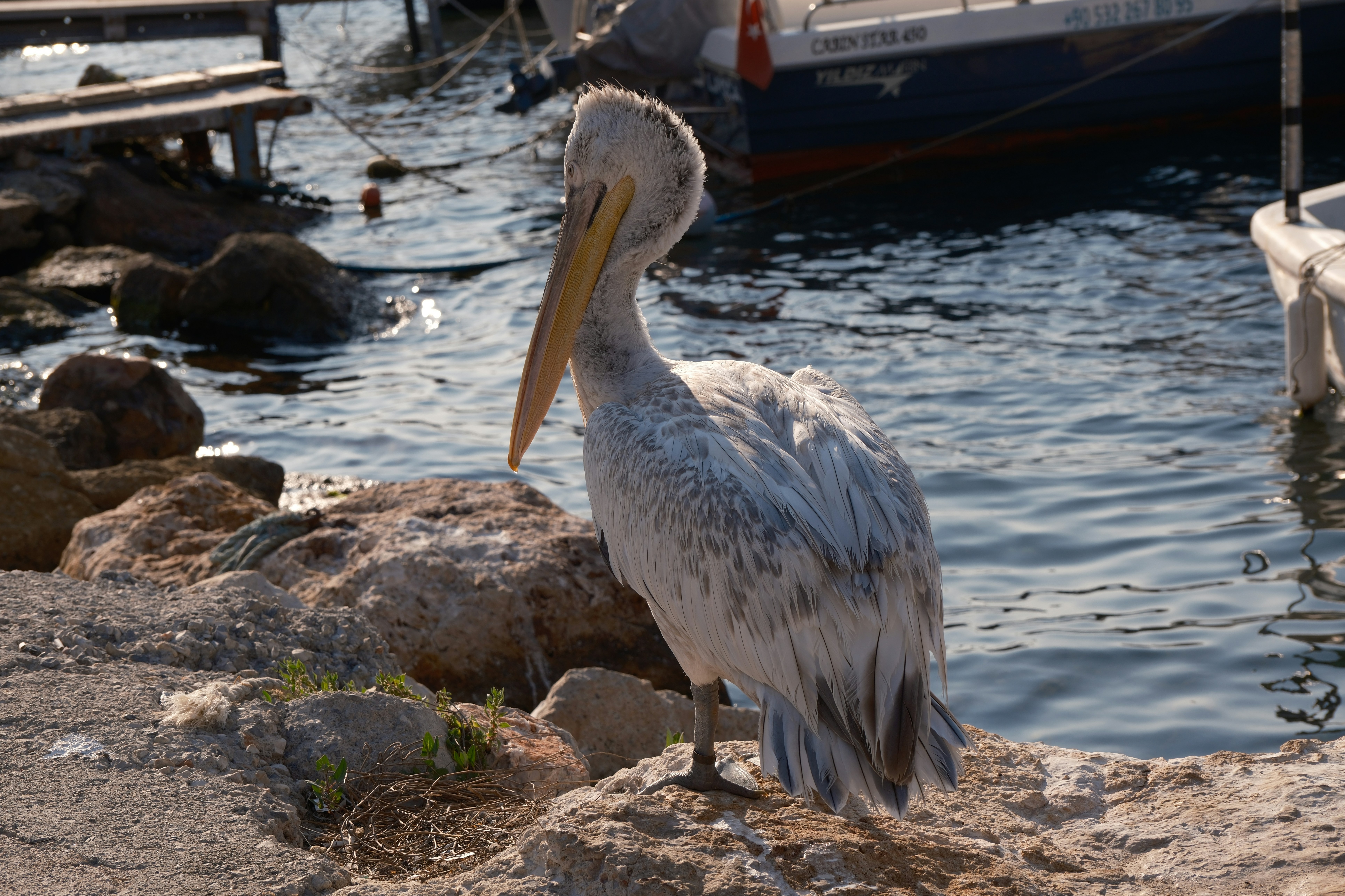 Harbor Sentinel: Pelican Perched on Weathered Rocks by Quiet Waters