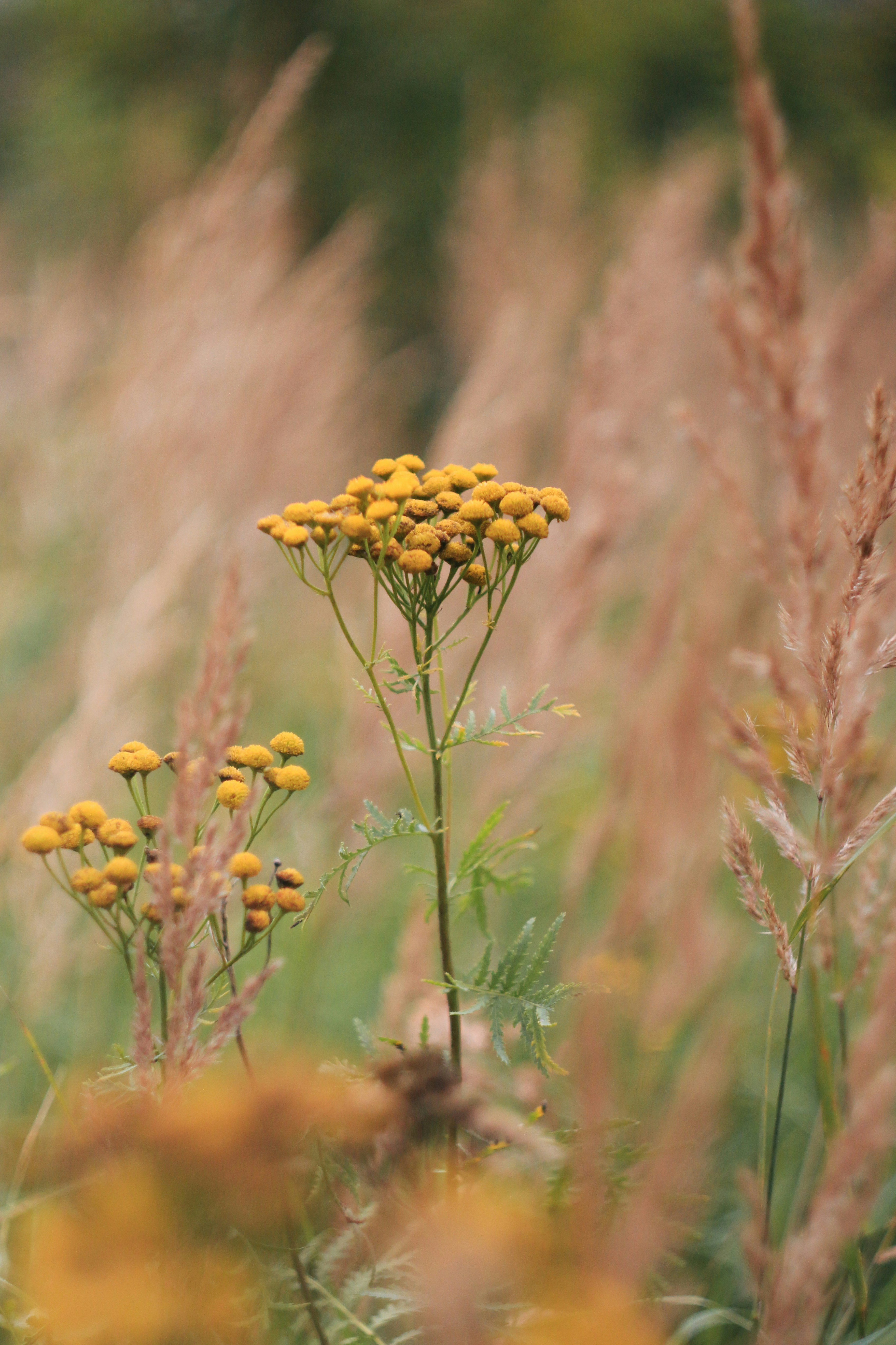 A cluster of vibrant yellow flowers stands tall against a backdrop of soft, blurred grasses, highlighting the beauty of nature's details.