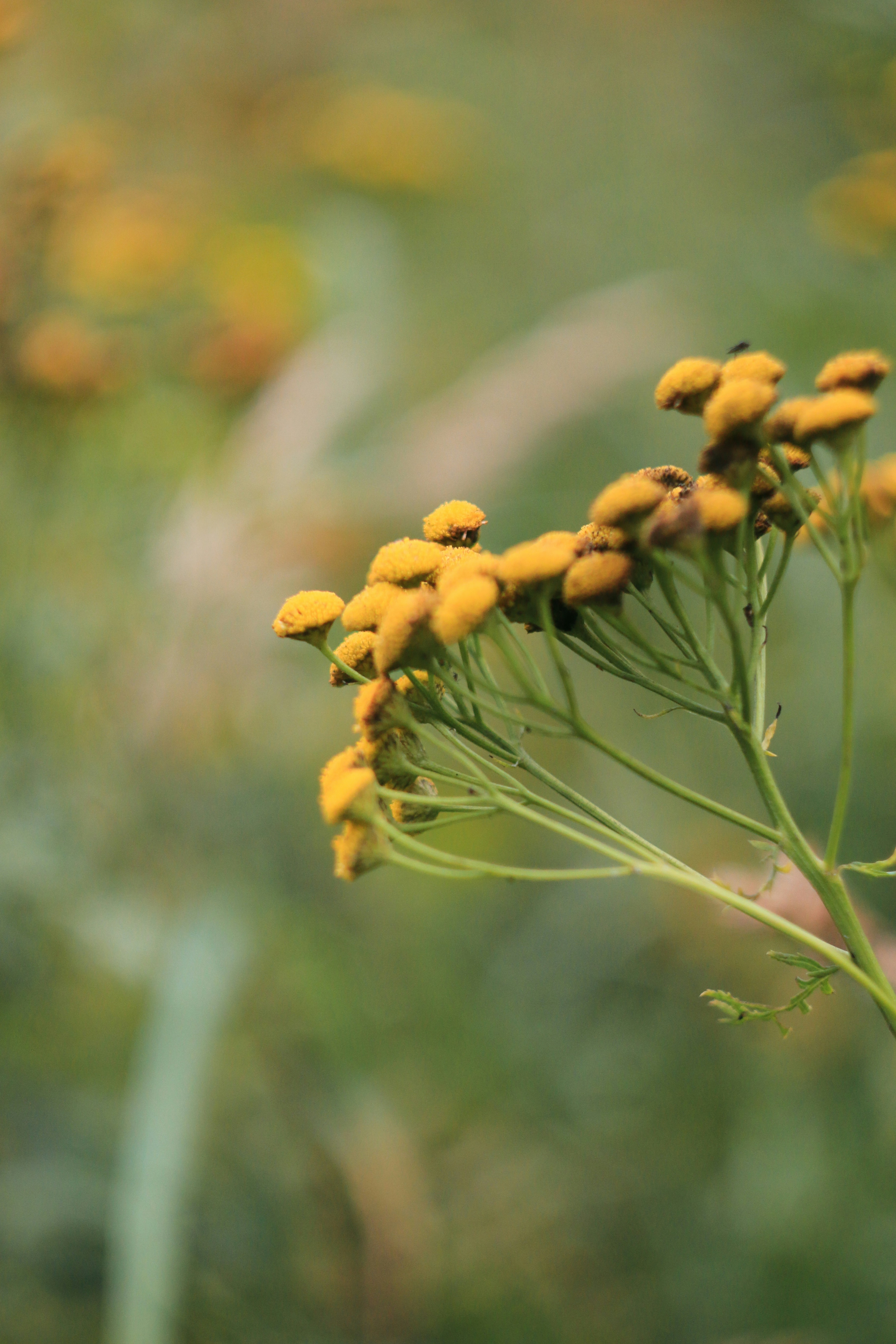 Cluster of small yellow flowers on a green stem.