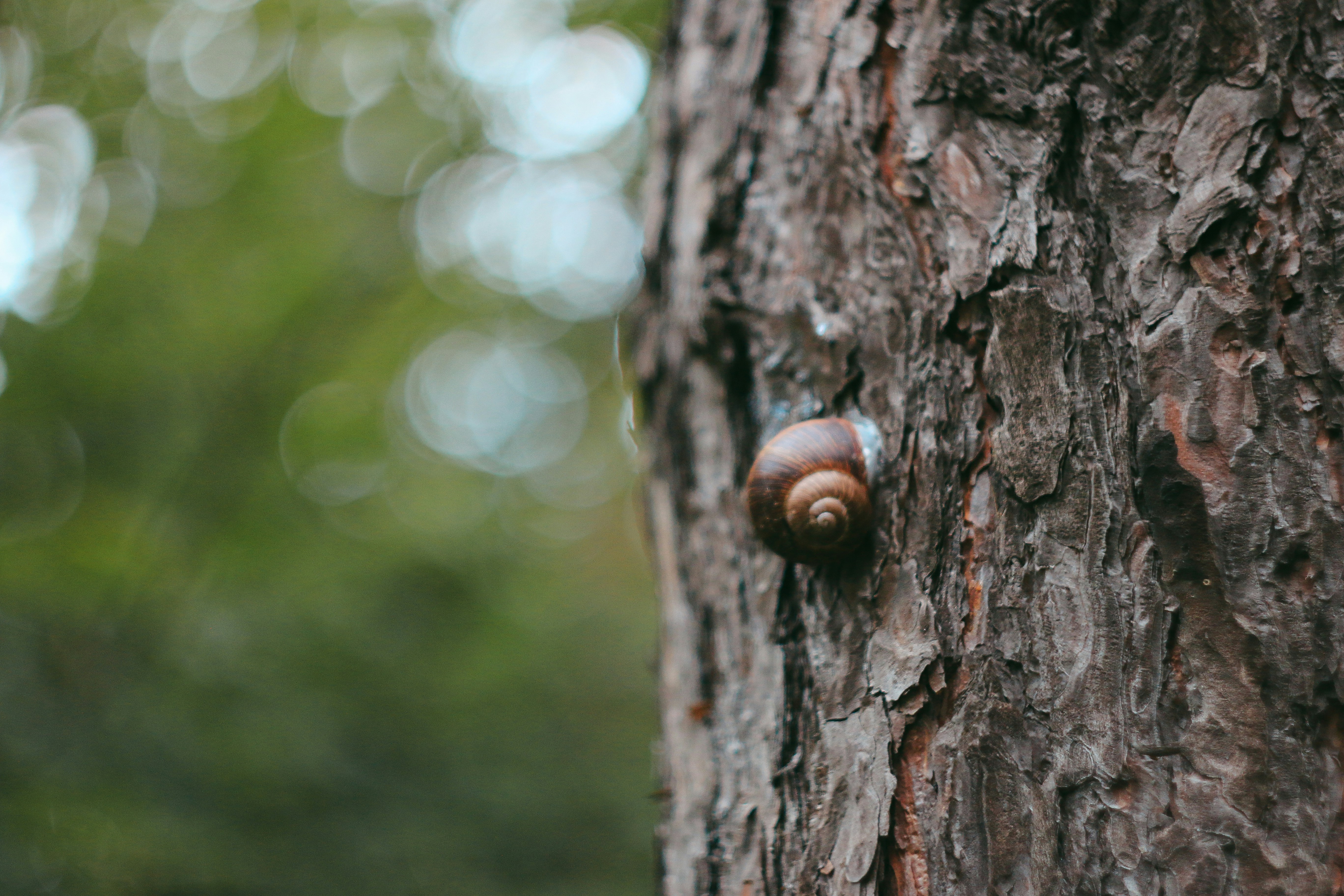 Snail clinging to a textured tree trunk