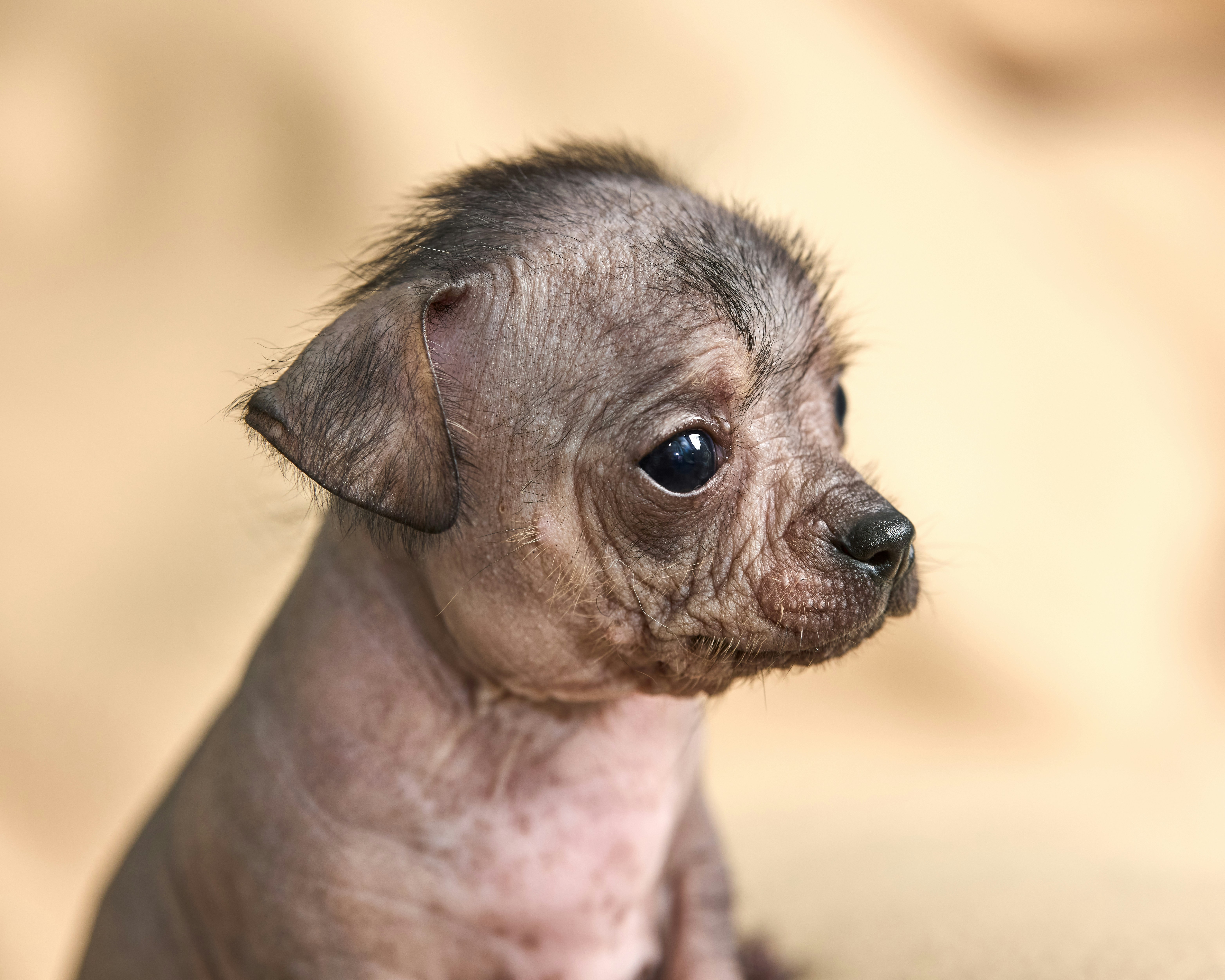 Whiskers of Wonder: The Unique Charm of a Hairless Pup