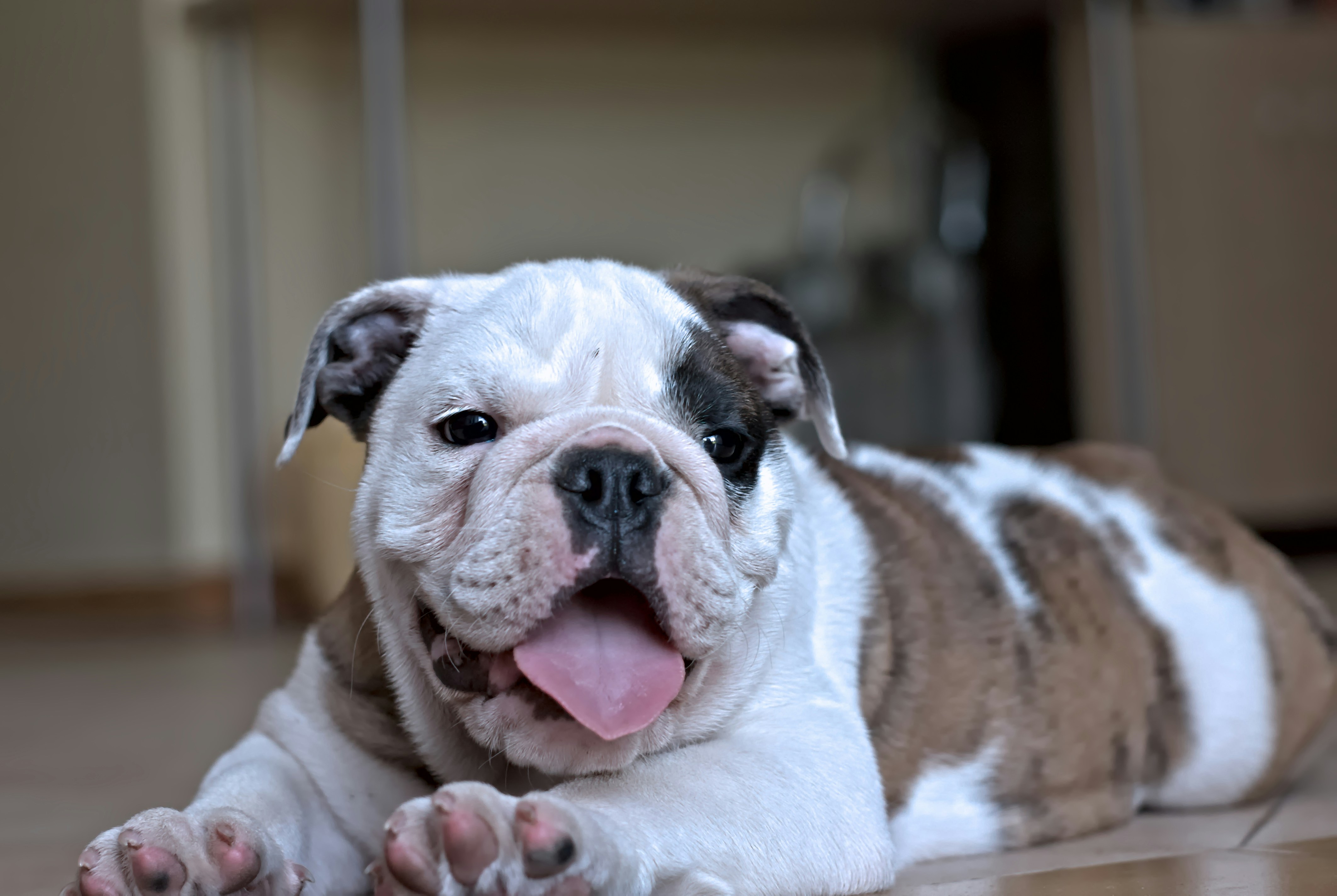 Charming Canine Relaxation