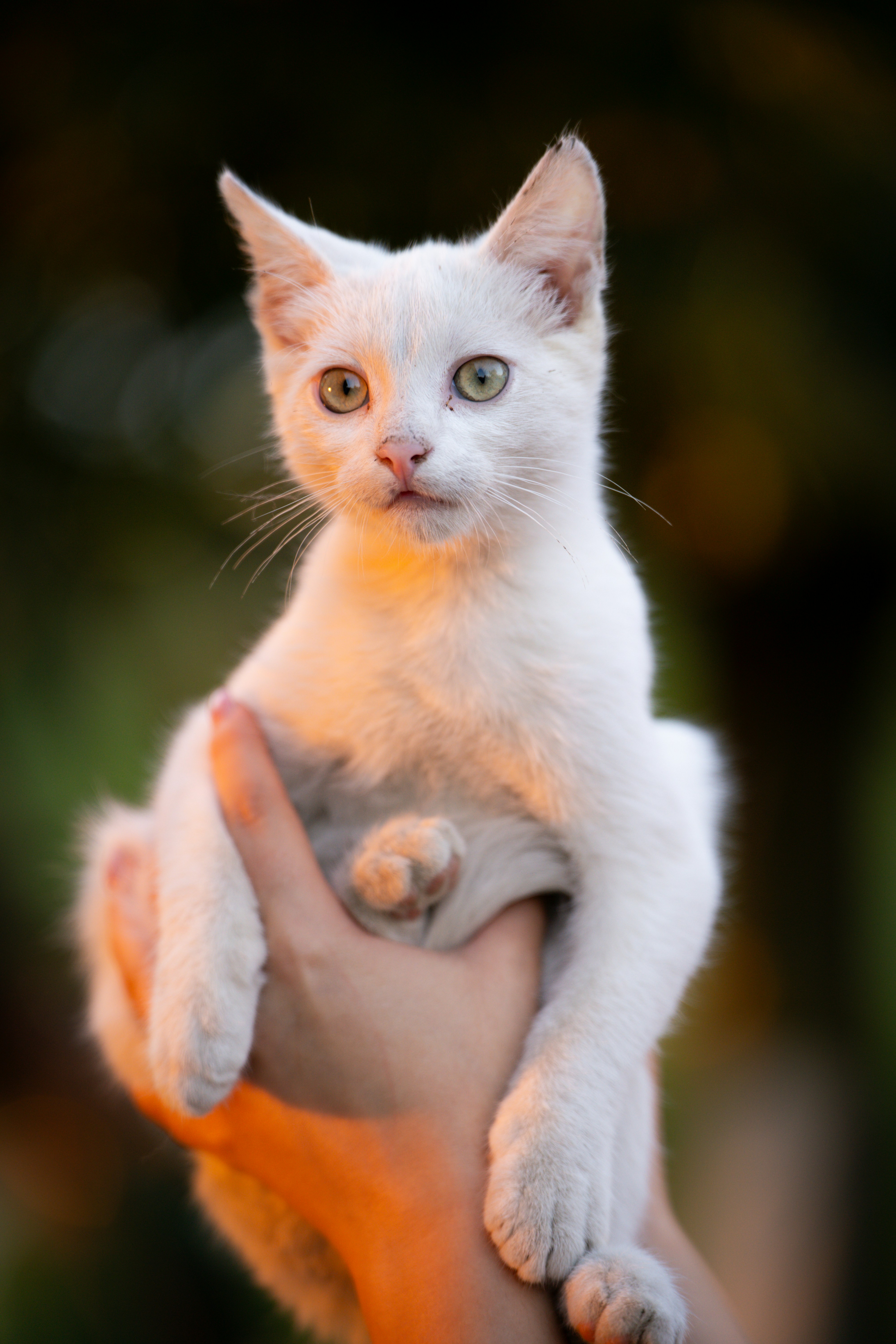 Whiskered Wonder in Gentle Hands
