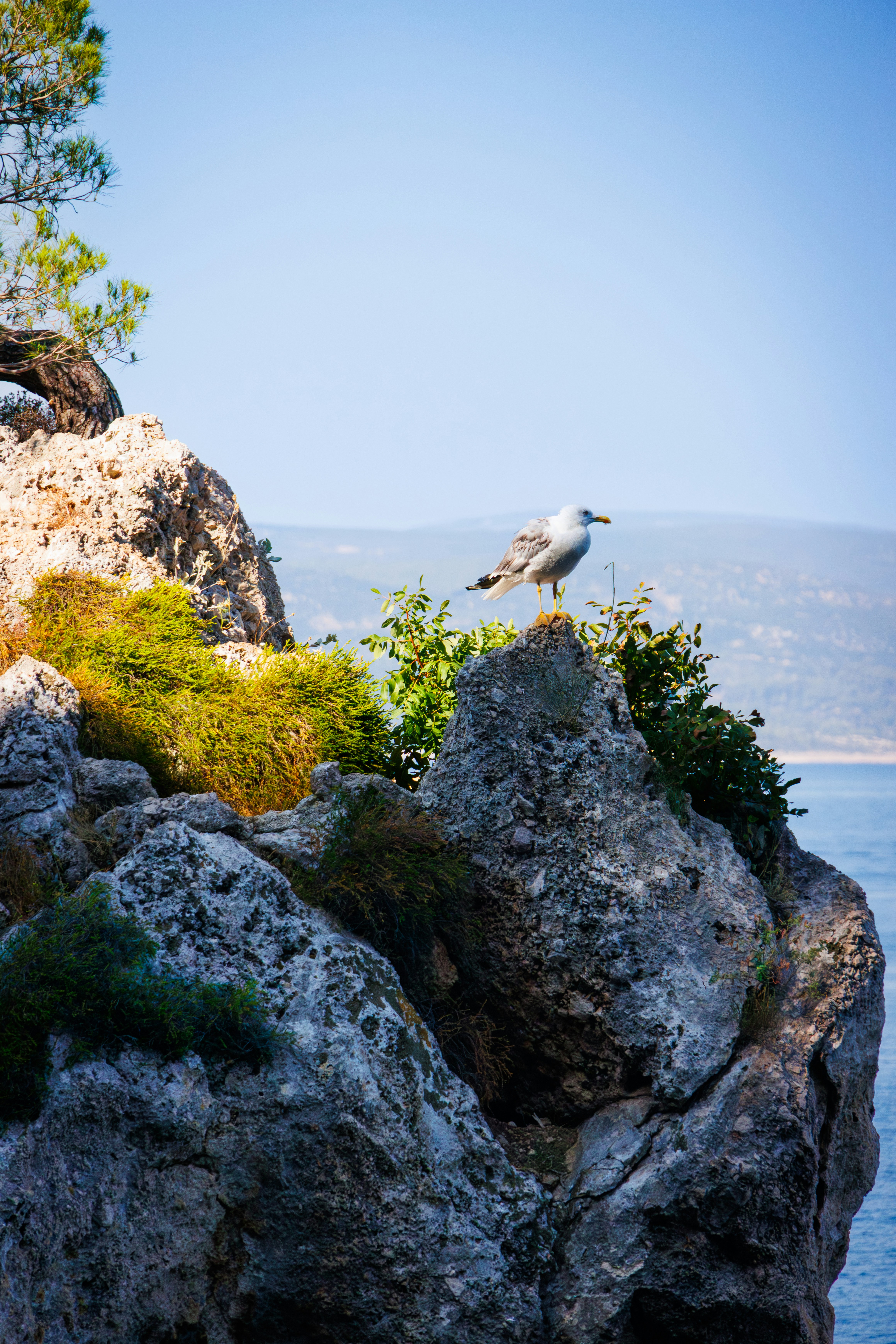 Seabird Sentinel Perched Above Coastal Cliffs