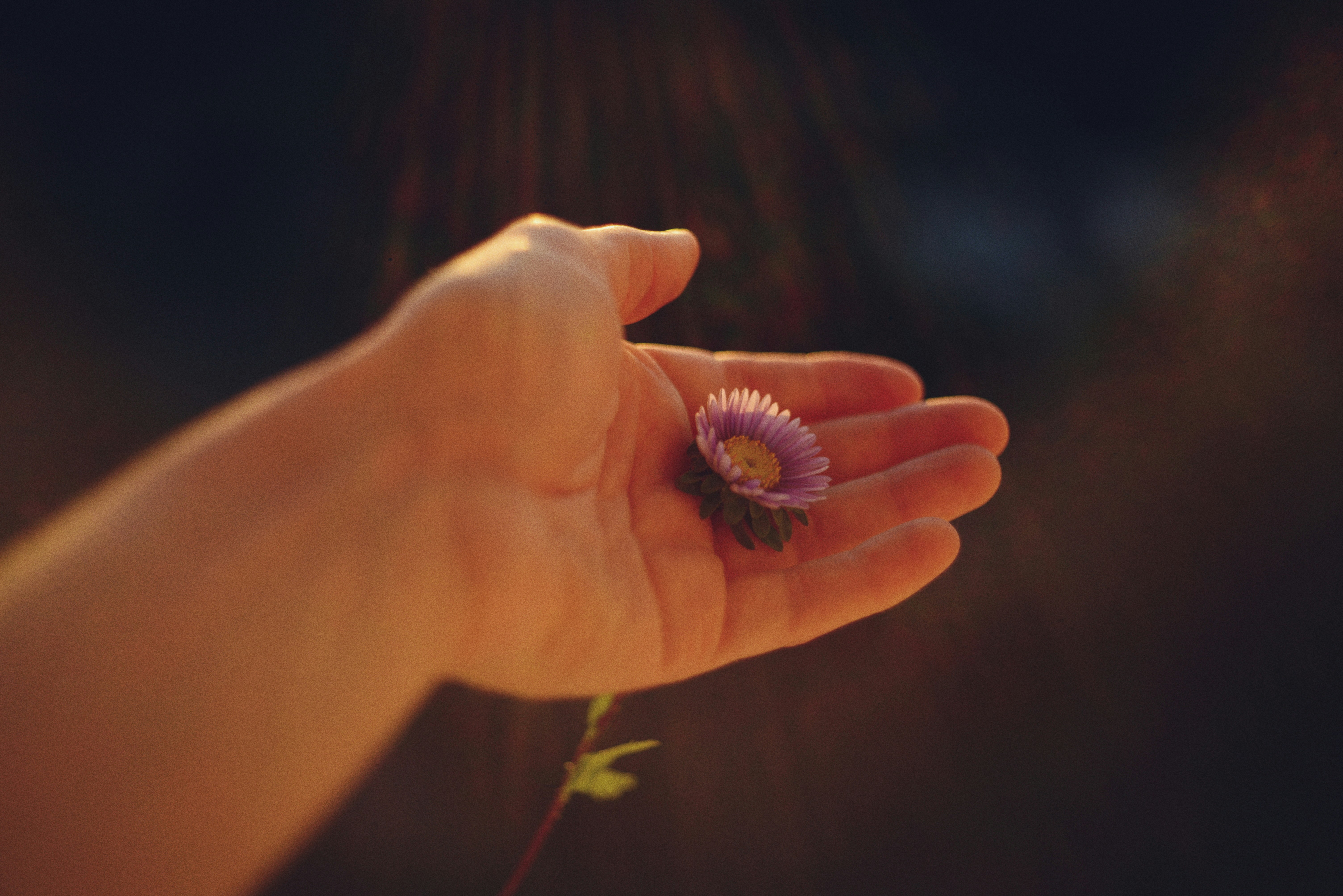Delicate hand cradling a purple flower, symbolizing a connection to nature. Soft focus enhances the serene atmosphere.