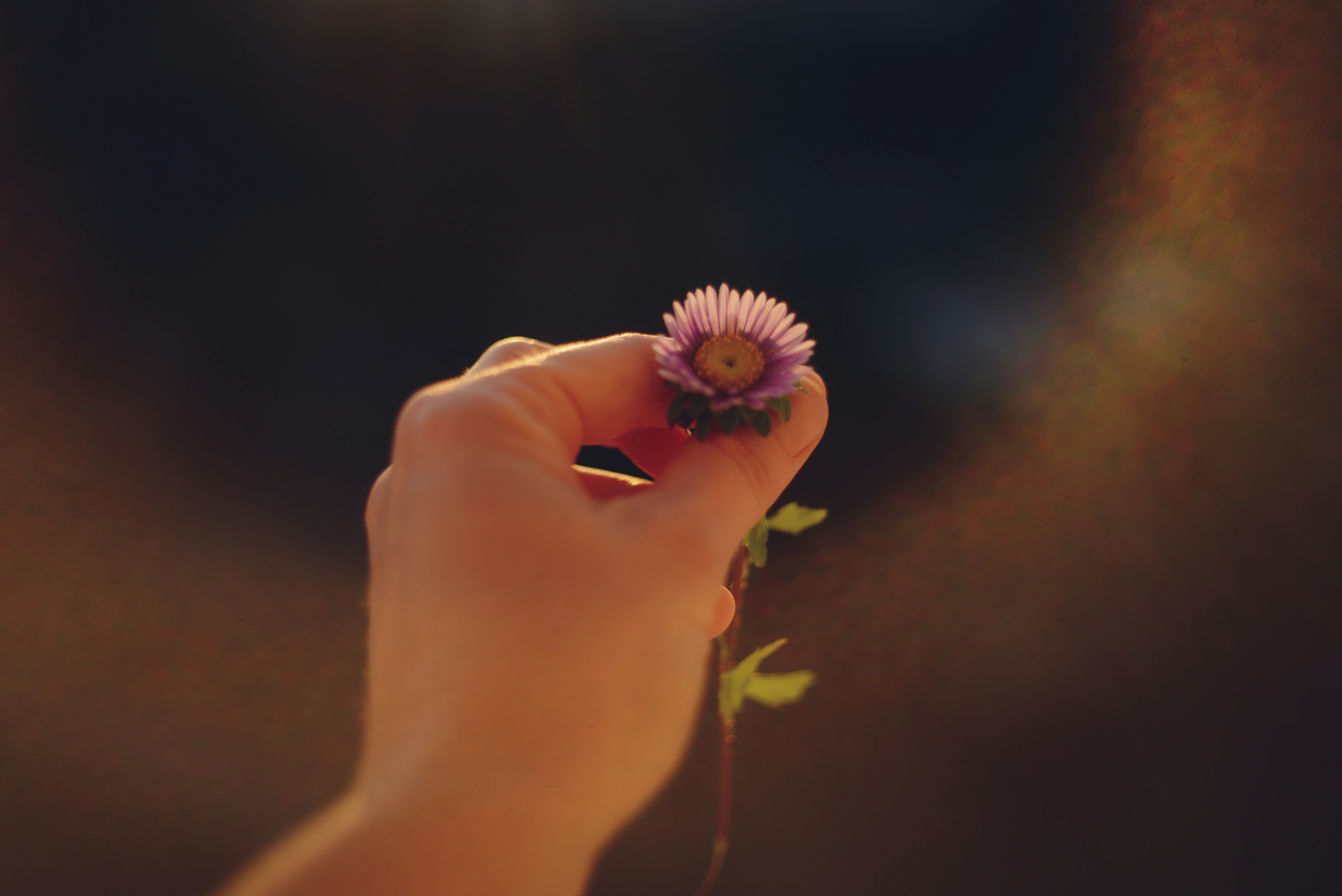Hand holding a vibrant purple flower against a softly blurred background.